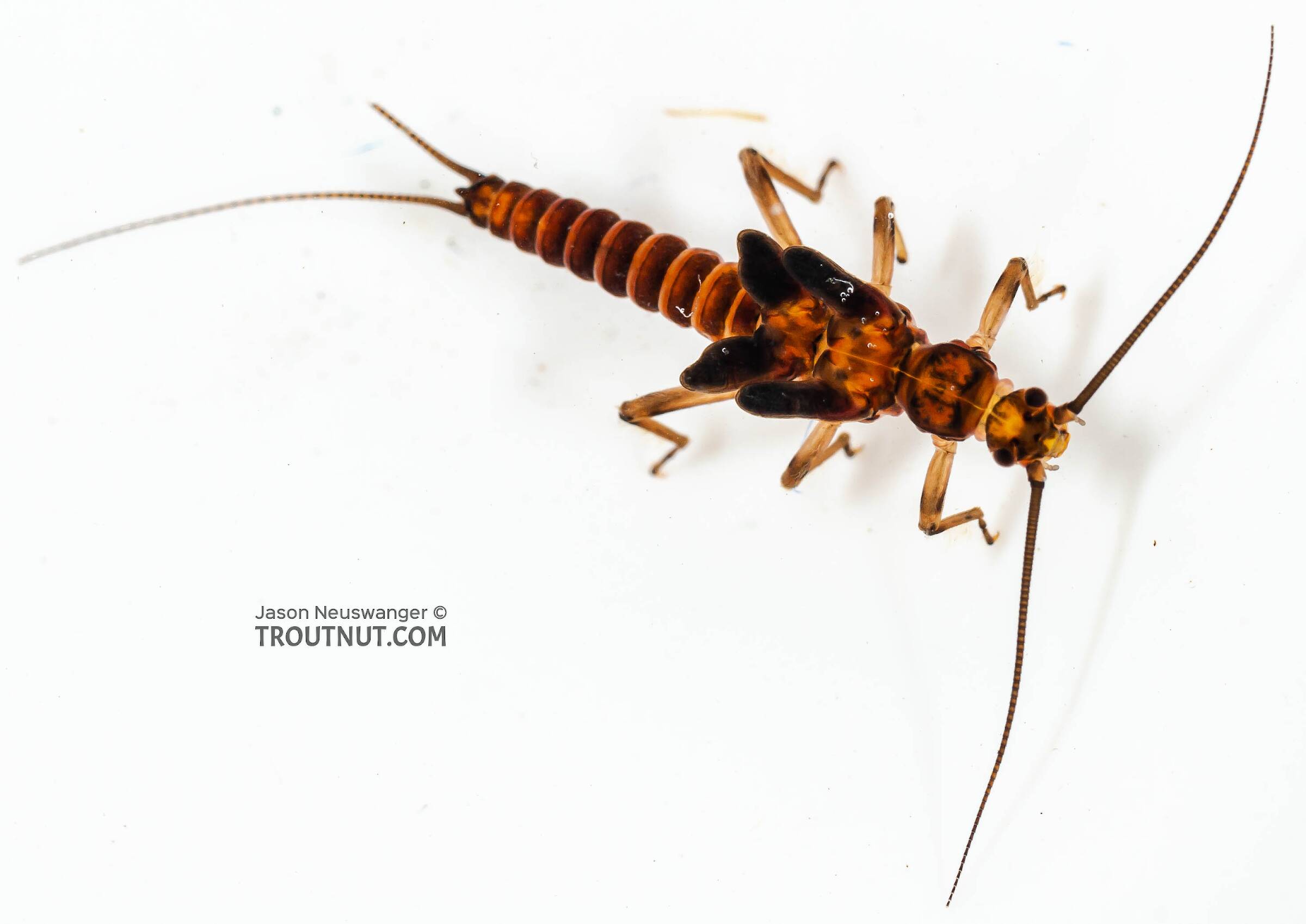 Stonefly Family Taeniopterygidae (Willowflies)