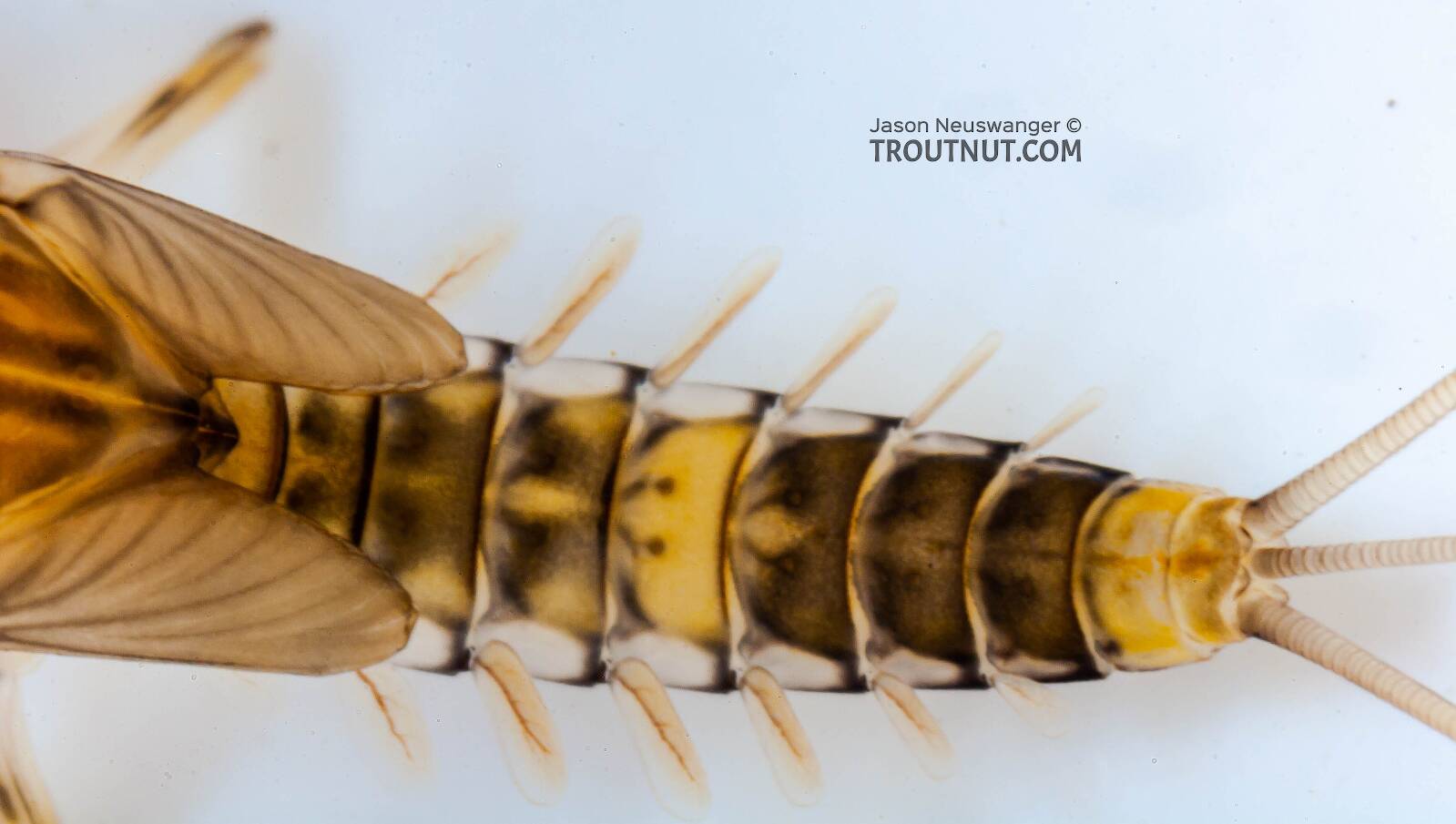 Baetis (Blue-Winged Olive) Mayfly Nymph Pictures