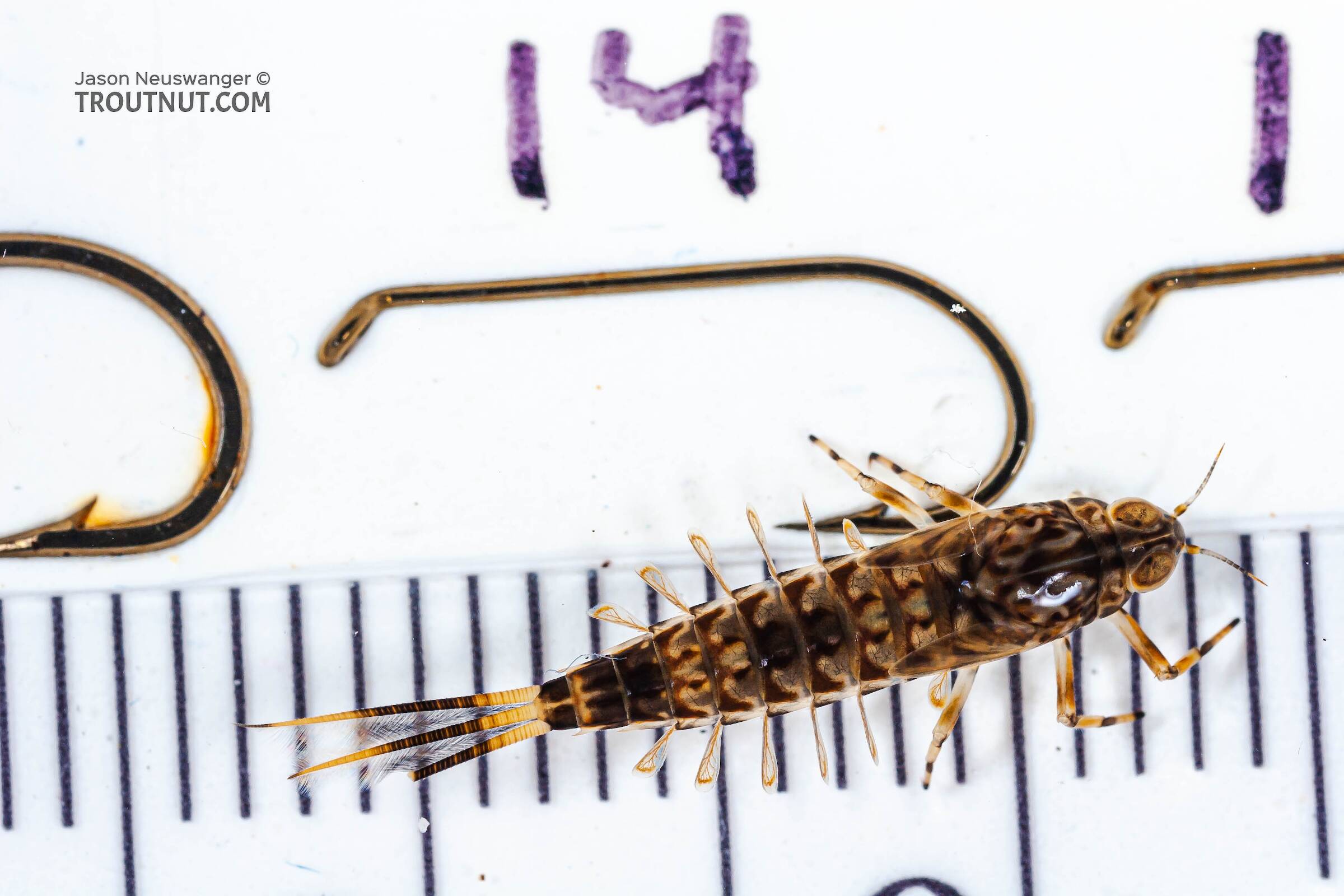 Ameletus ludens (Brown Dun) Mayfly Nymph Pictures