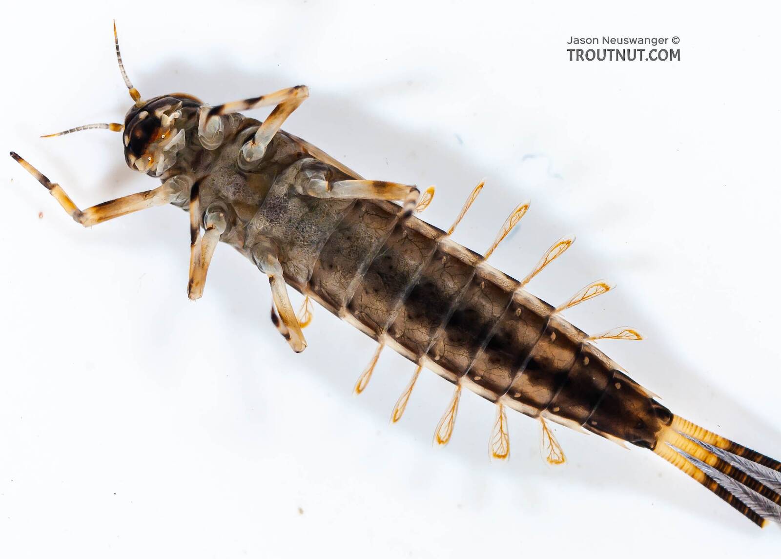 Ameletus ludens (Brown Dun) Mayfly Nymph Pictures