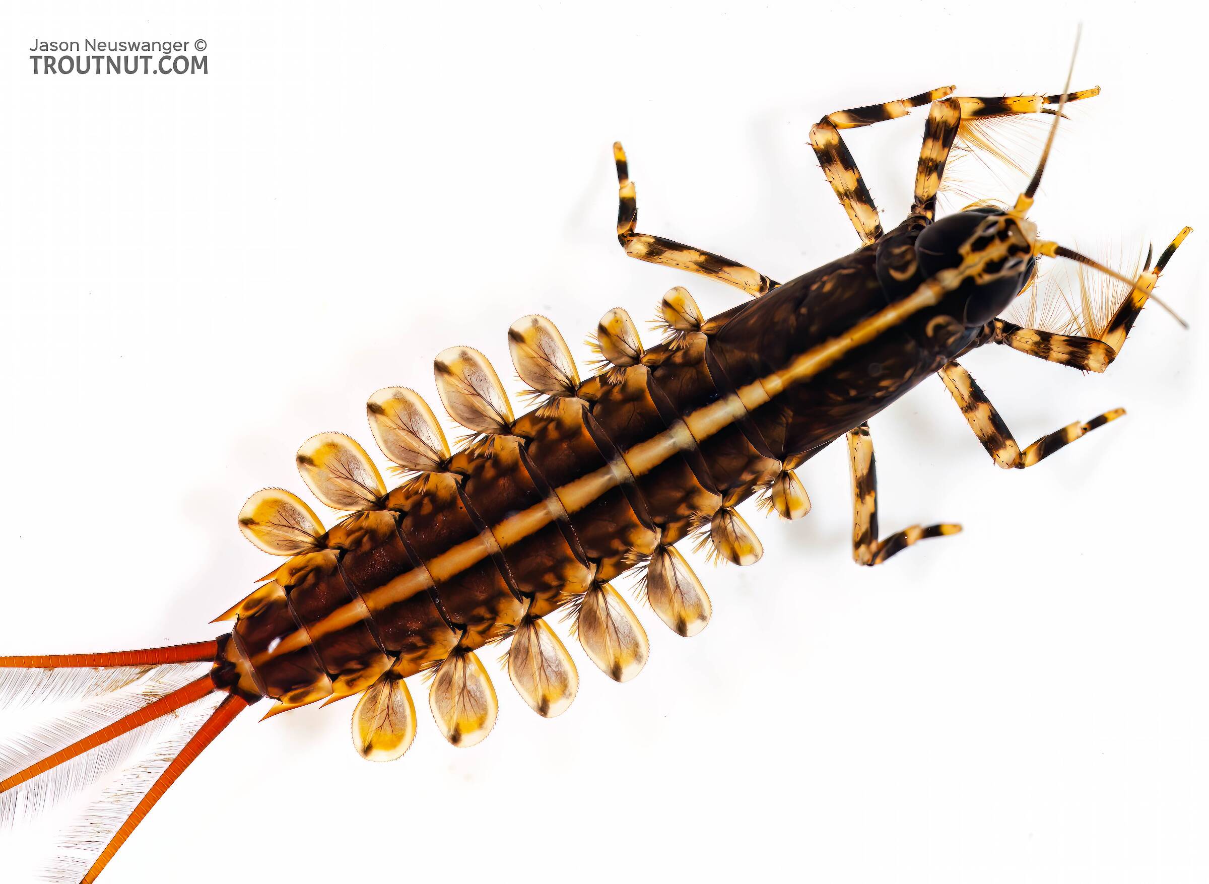 Mayfly Genus Isonychia (Slate Drakes)