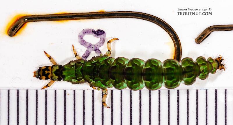 Rhyacophila fuscula (Green Sedge) Caddisfly Larva Pictures
