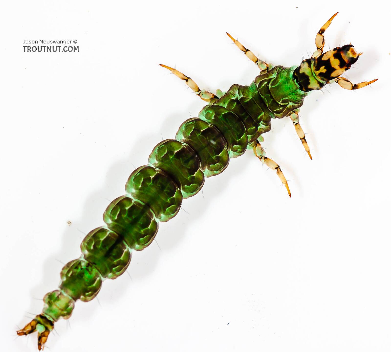 Rhyacophila fuscula (Green Sedge) Caddisfly Larva Pictures