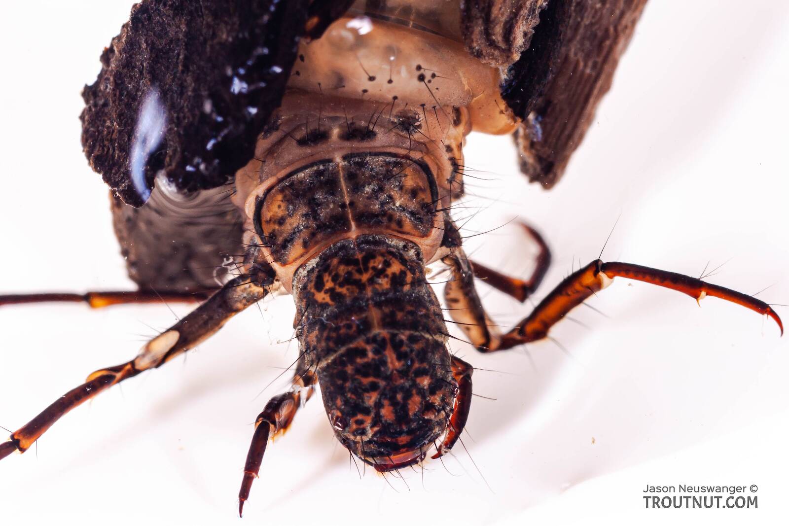 Pycnopsyche (Great Autumn Brown Sedge) Caddisfly Larva Pictures