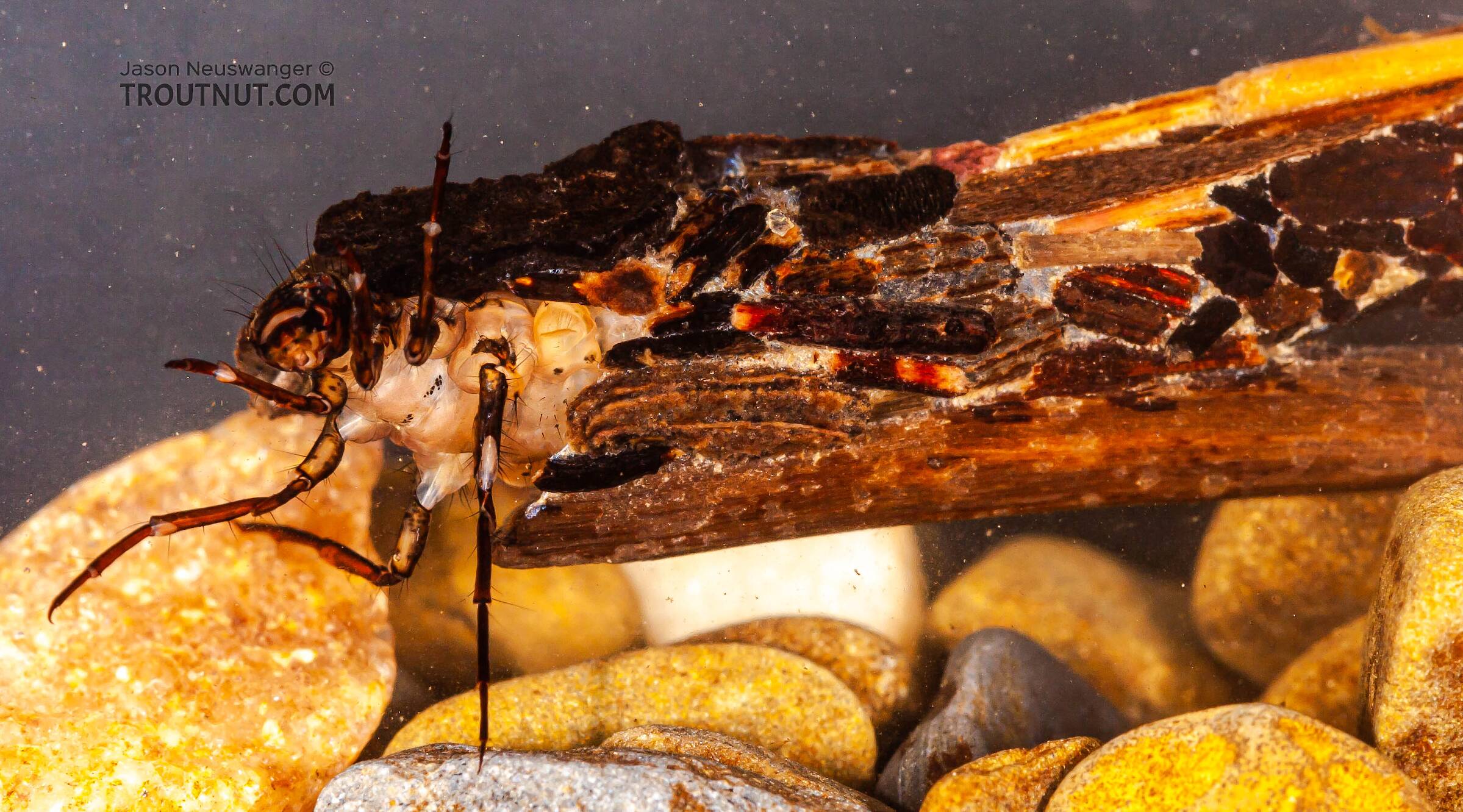 Pycnopsyche (Great Autumn Brown Sedge) Caddisfly Larva Pictures