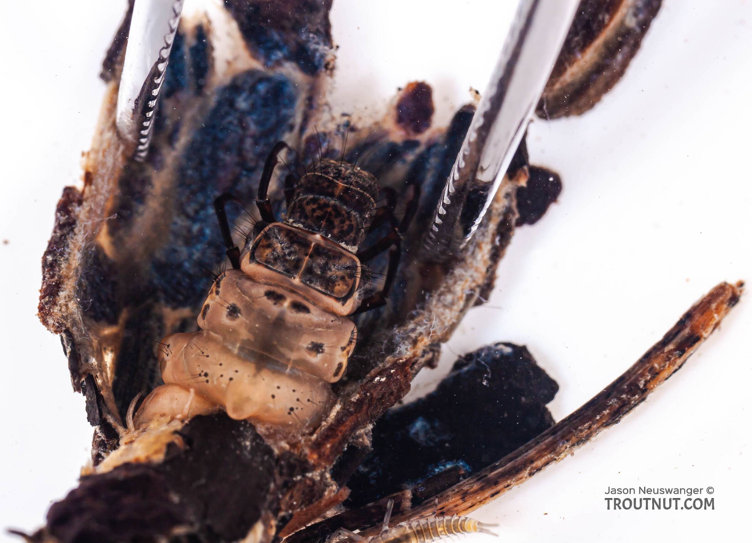 Pycnopsyche (Great Autumn Brown Sedge) Caddisfly Larva Pictures