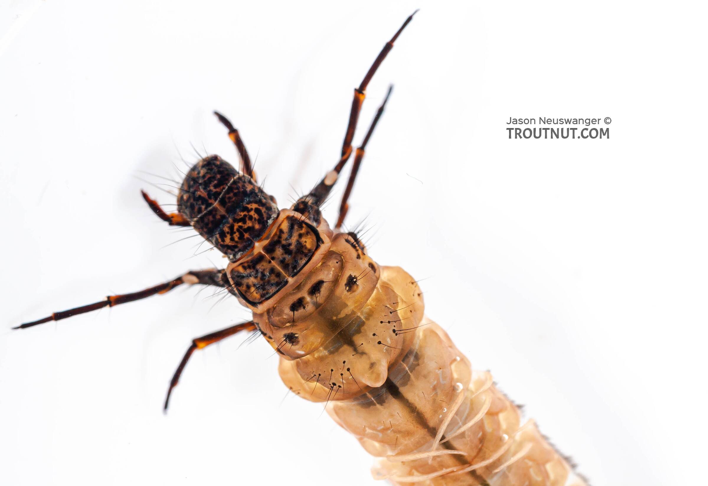Pycnopsyche (Great Autumn Brown Sedge) Caddisfly Larva Pictures