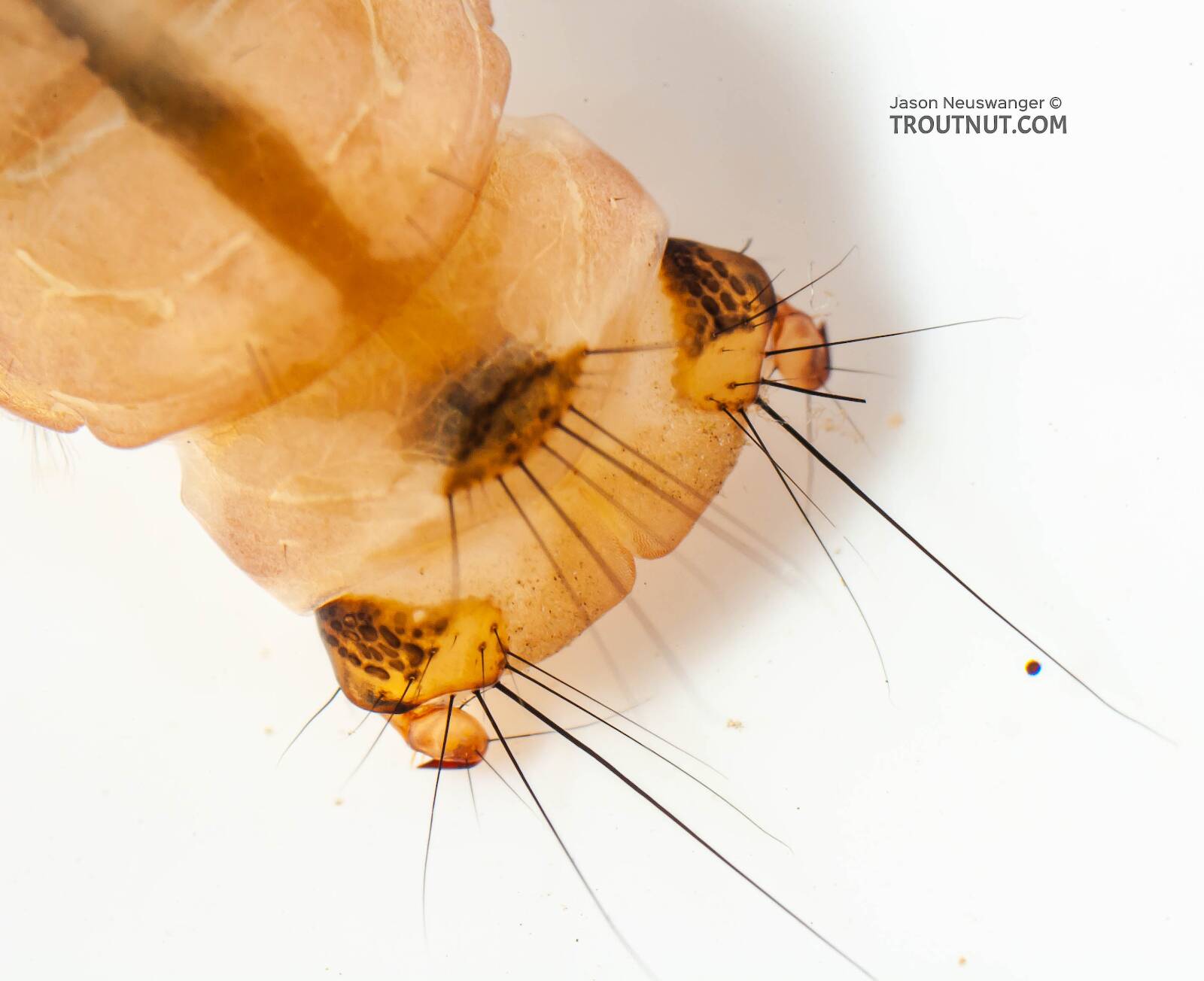 Pycnopsyche (Great Autumn Brown Sedge) Caddisfly Larva Pictures