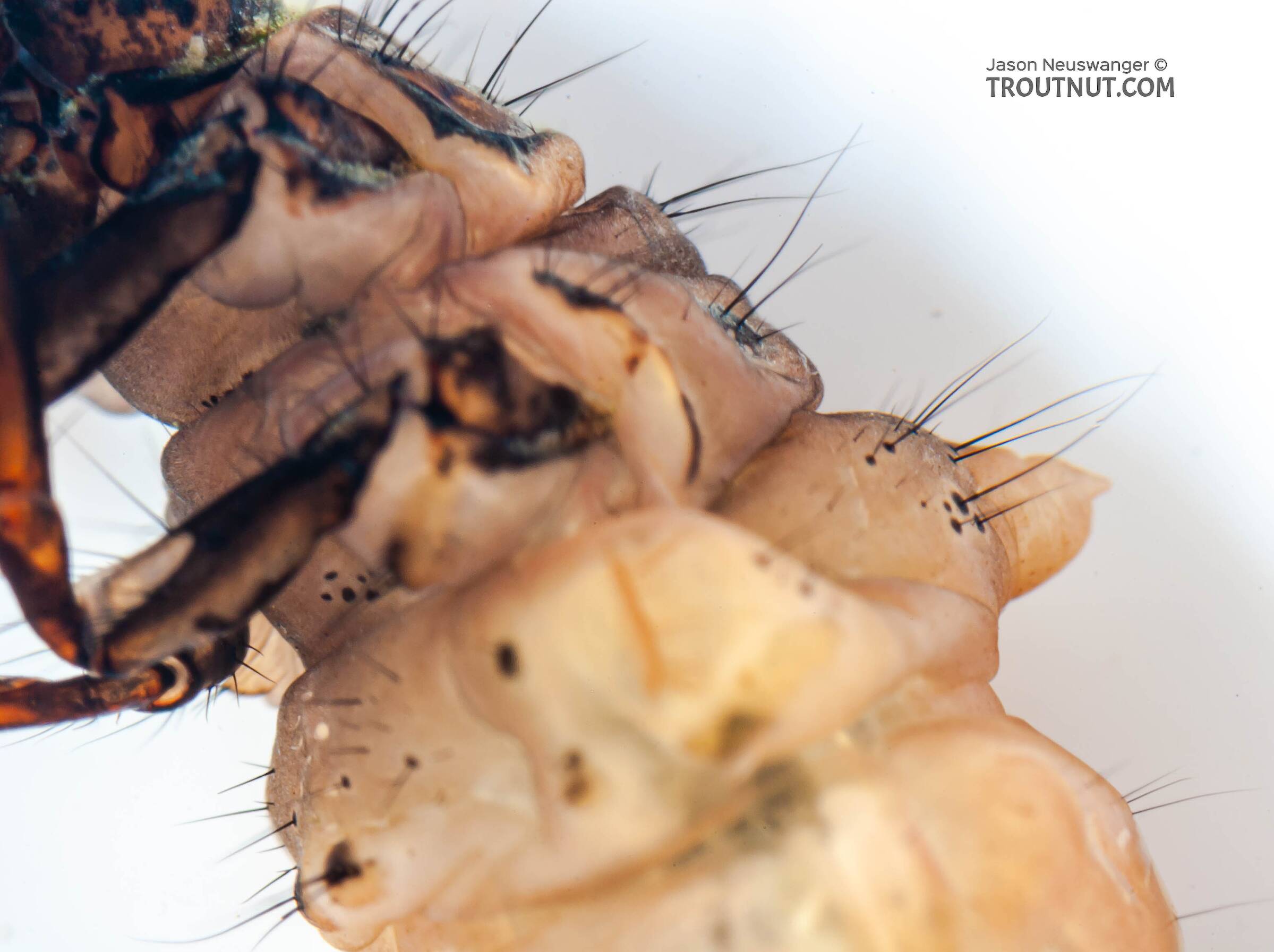 Pycnopsyche (Great Autumn Brown Sedge) Caddisfly Larva Pictures