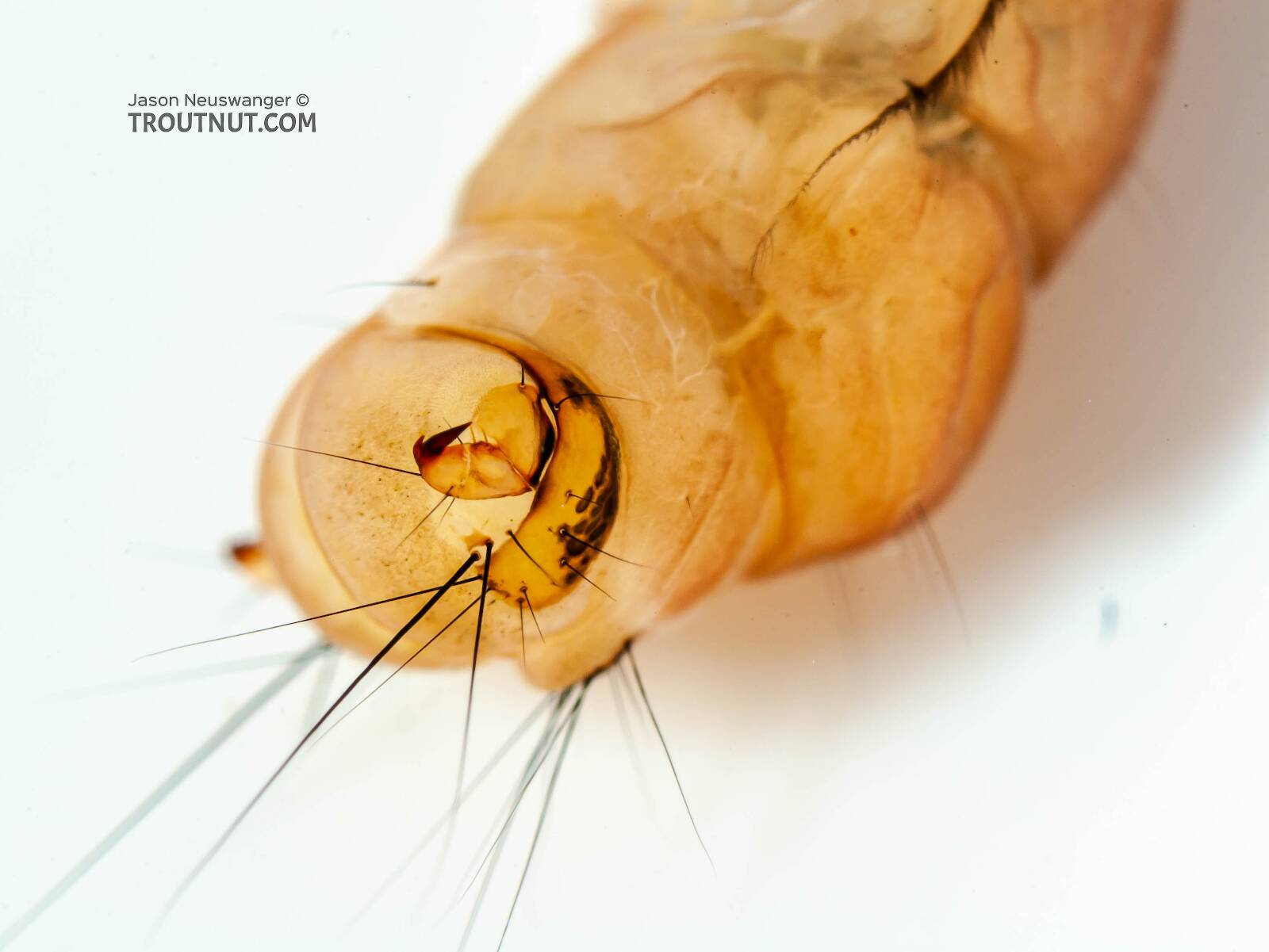 Pycnopsyche (Great Autumn Brown Sedge) Caddisfly Larva Pictures
