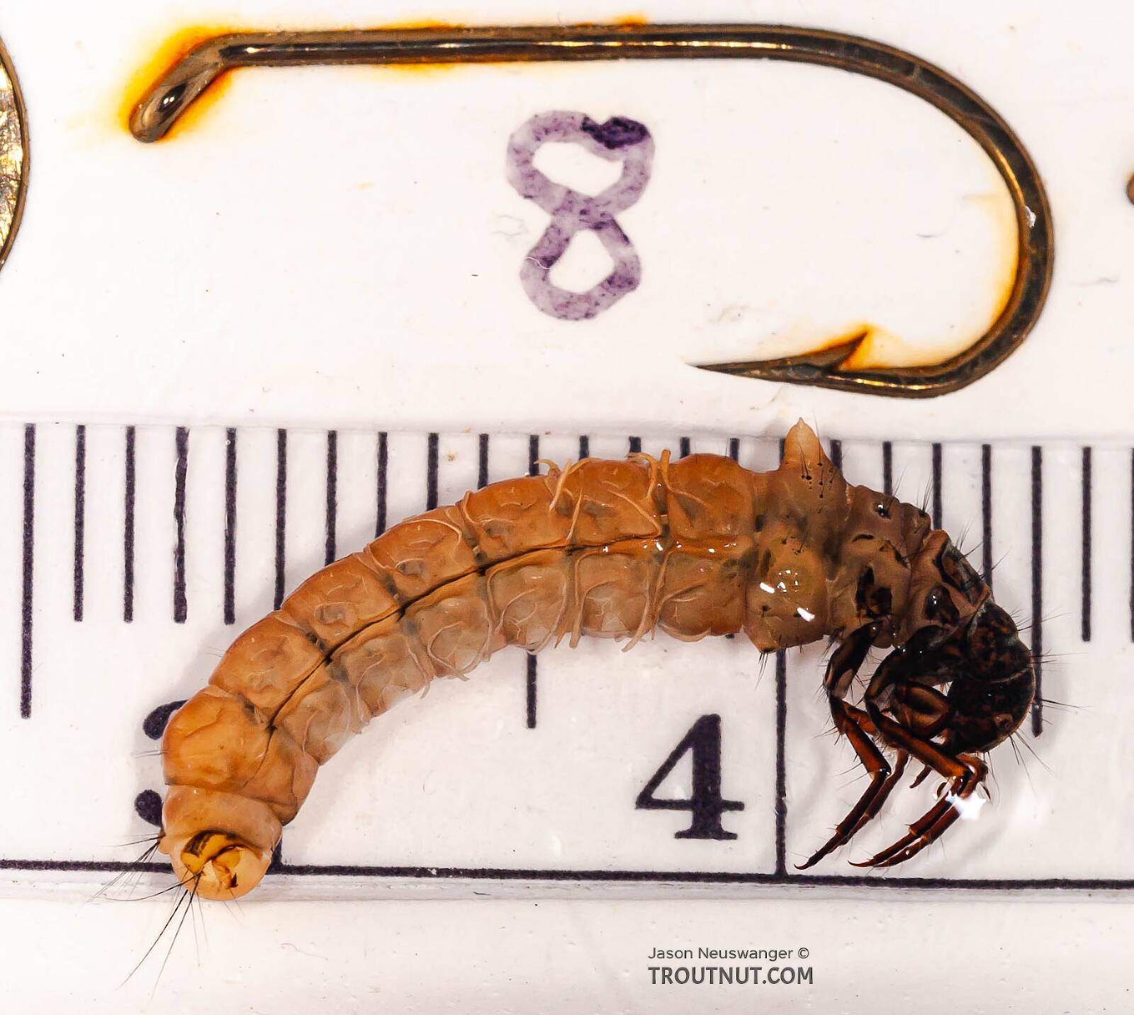 Pycnopsyche (Great Autumn Brown Sedge) Caddisfly Larva Pictures