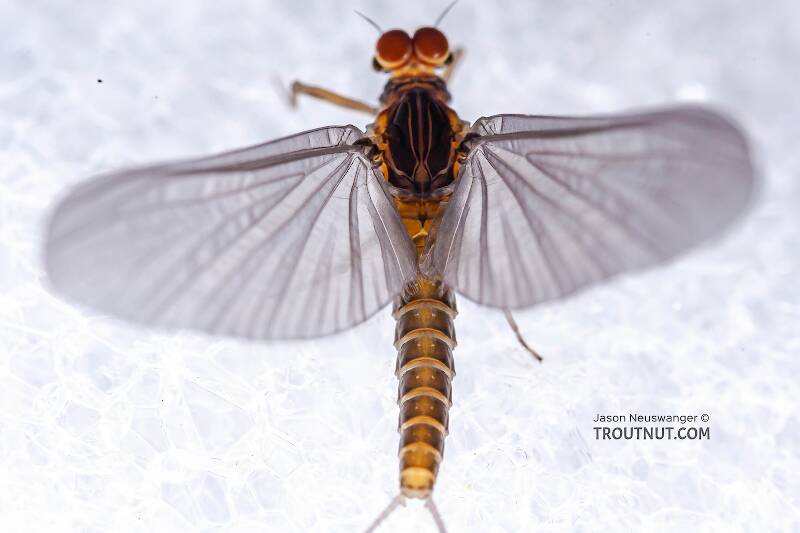 Male Baetis tricaudatus (Blue-Winged Olive) Mayfly Dun Pictures