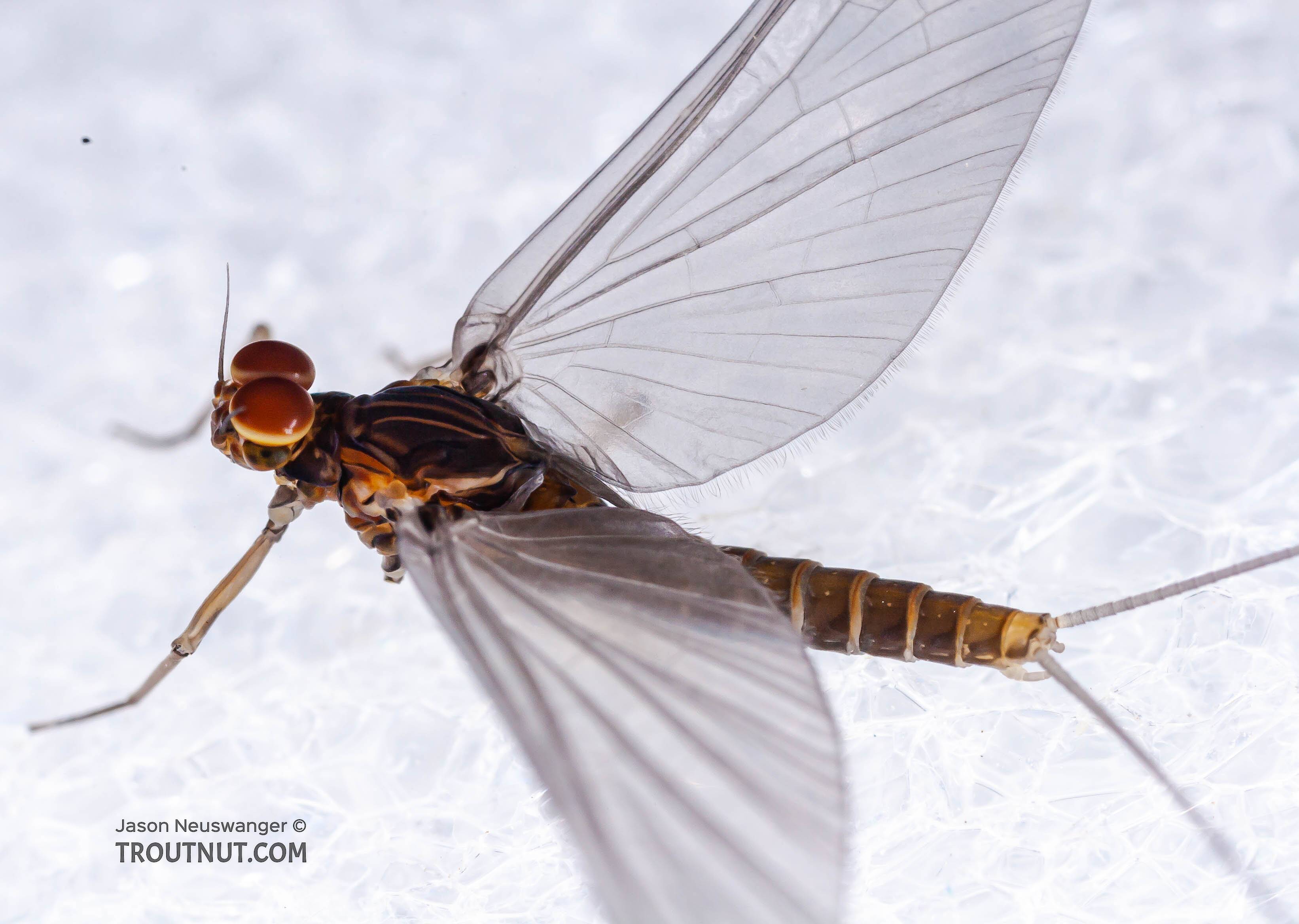 Male Baetis tricaudatus (Blue-Winged Olive) Mayfly Dun Pictures