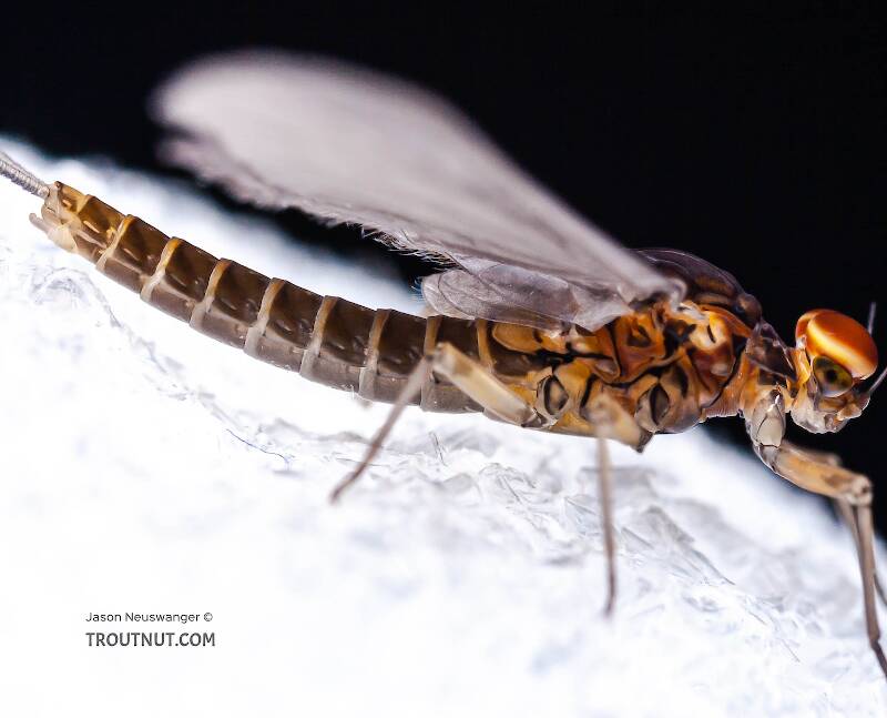 Male Baetis tricaudatus (Blue-Winged Olive) Mayfly Dun Pictures