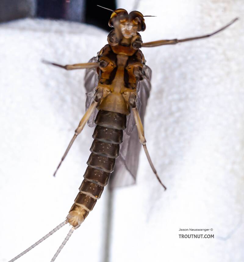 Male Baetis tricaudatus (Blue-Winged Olive) Mayfly Dun Pictures