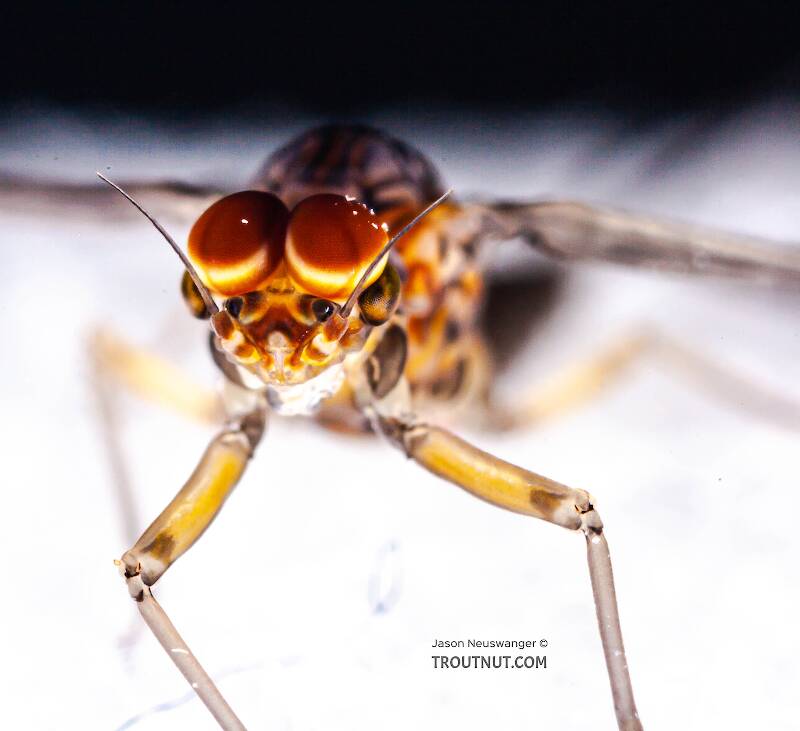 Male Baetis tricaudatus (Blue-Winged Olive) Mayfly Dun Pictures