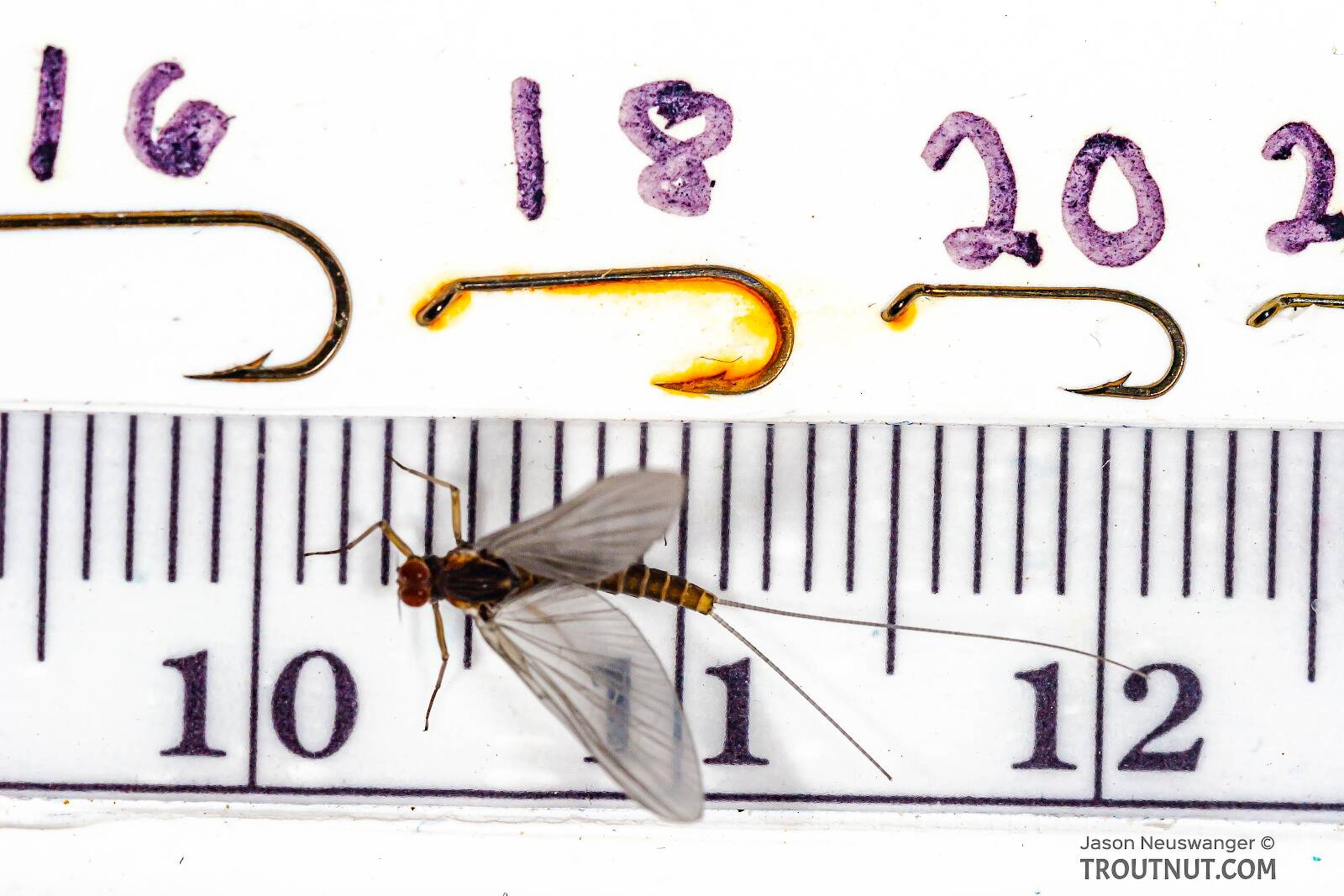 Male Baetis tricaudatus (Blue-Winged Olive) Mayfly Dun Pictures