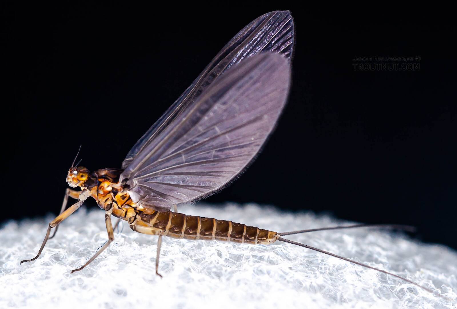 Mayfly Genus Baetis (Blue-Winged Olives)