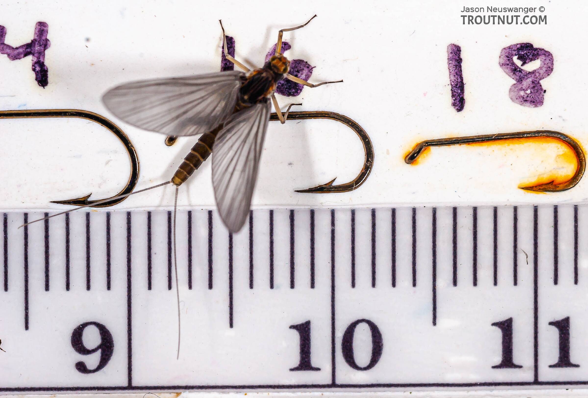 Female Baetis tricaudatus (Blue-Winged Olive) Mayfly Dun Pictures