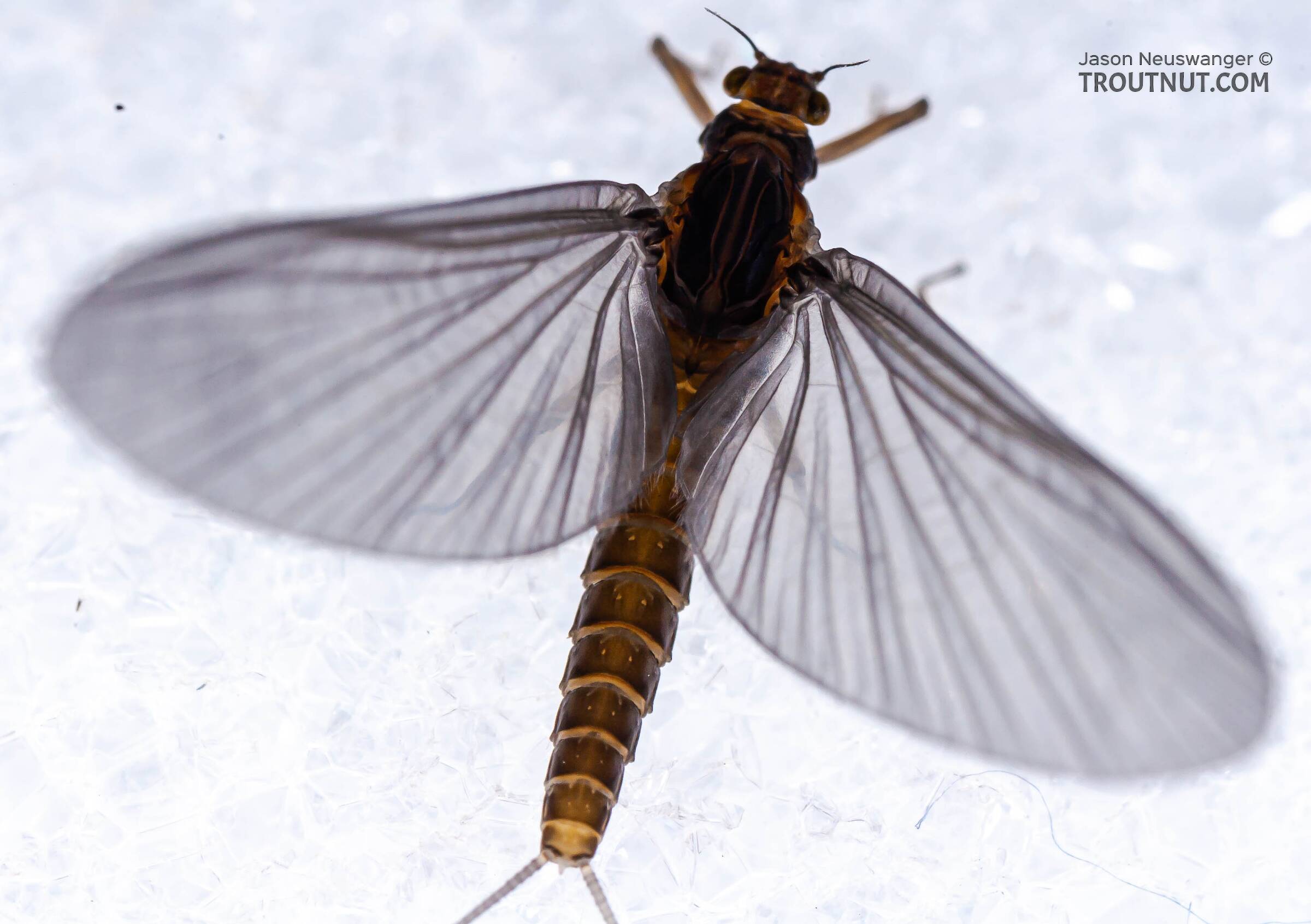 Female Baetis tricaudatus (Blue-Winged Olive) Mayfly Dun Pictures