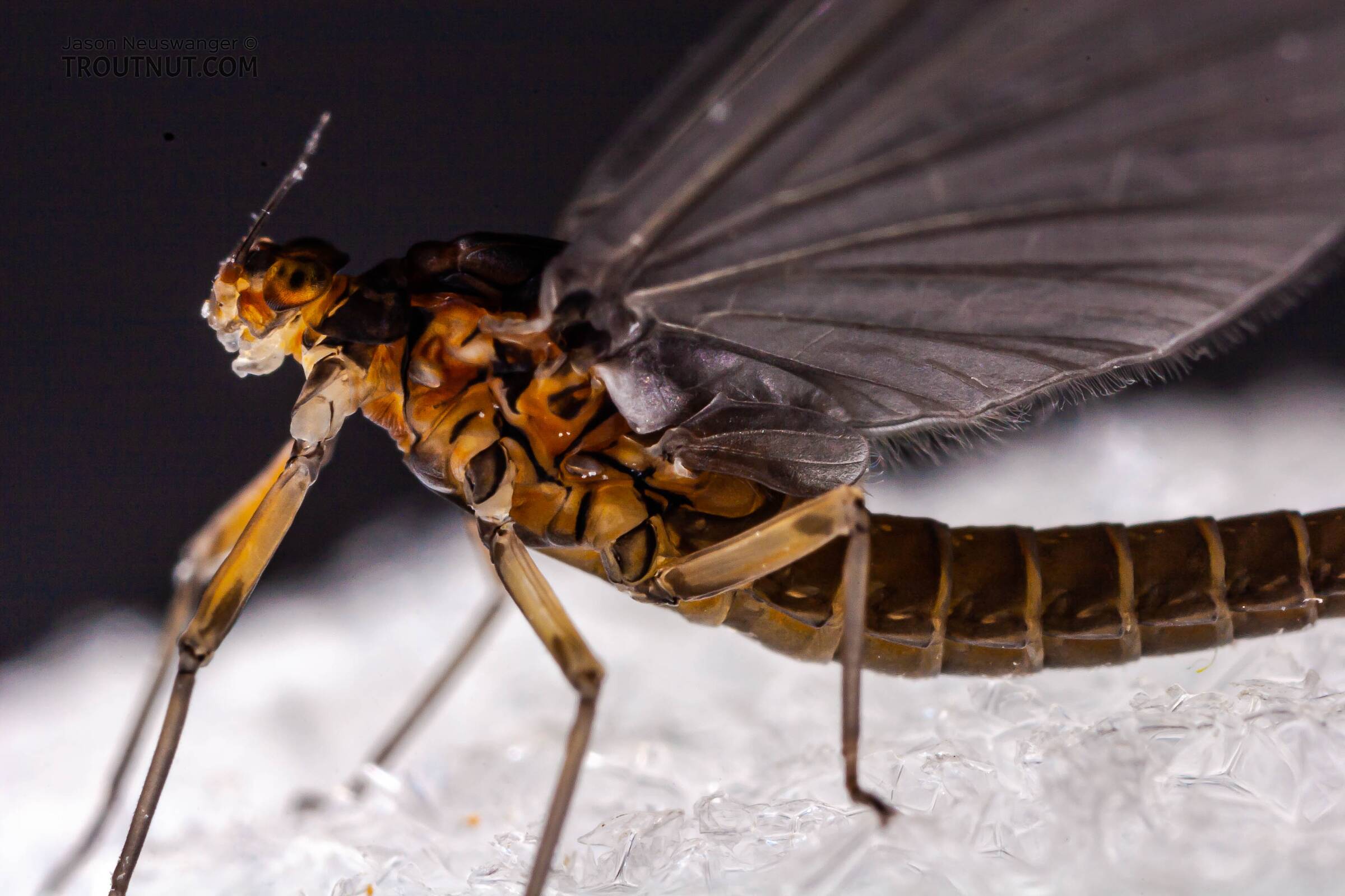 Female Baetis tricaudatus (Blue-Winged Olive) Mayfly Dun Pictures