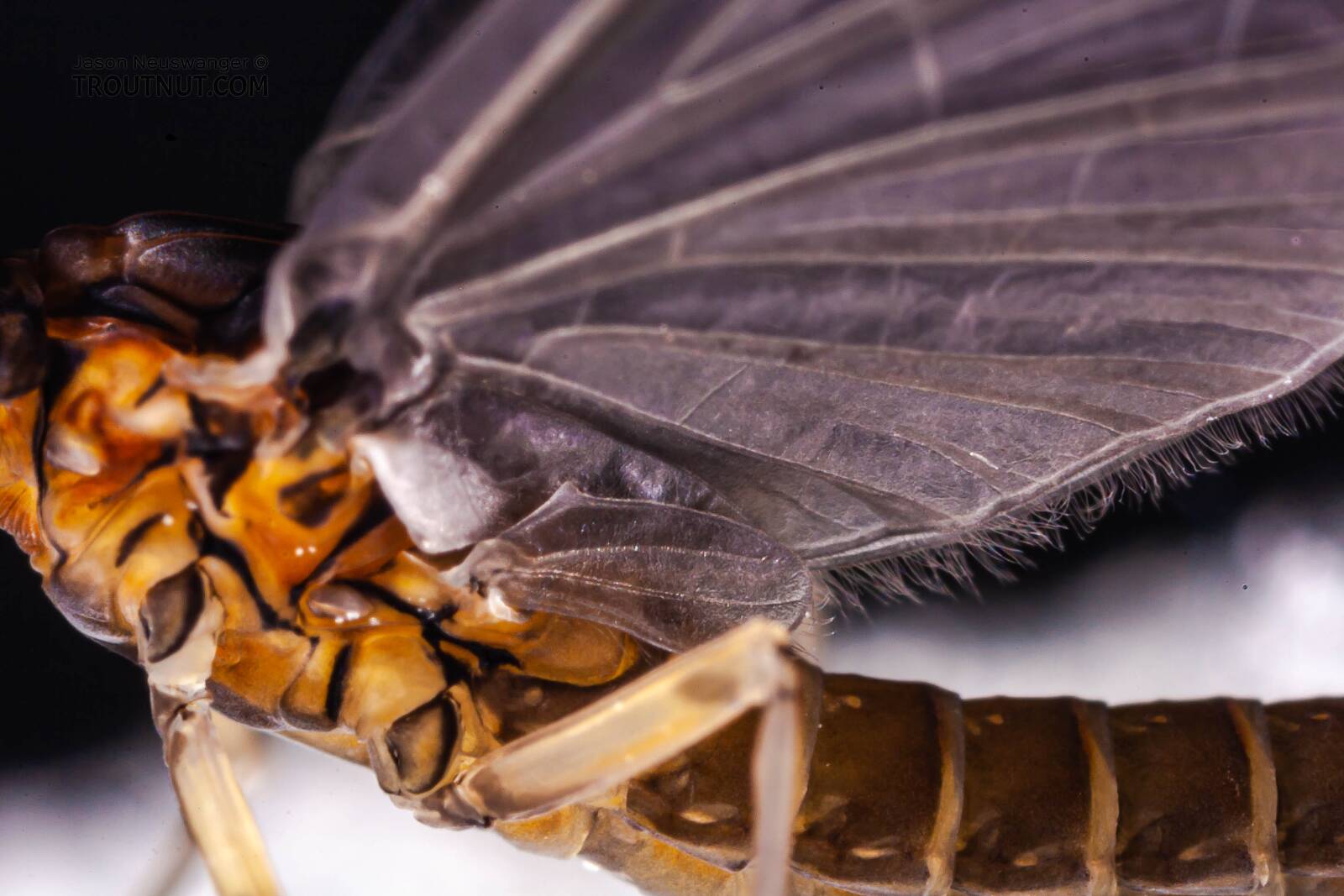 Female Baetis tricaudatus (Blue-Winged Olive) Mayfly Dun Pictures