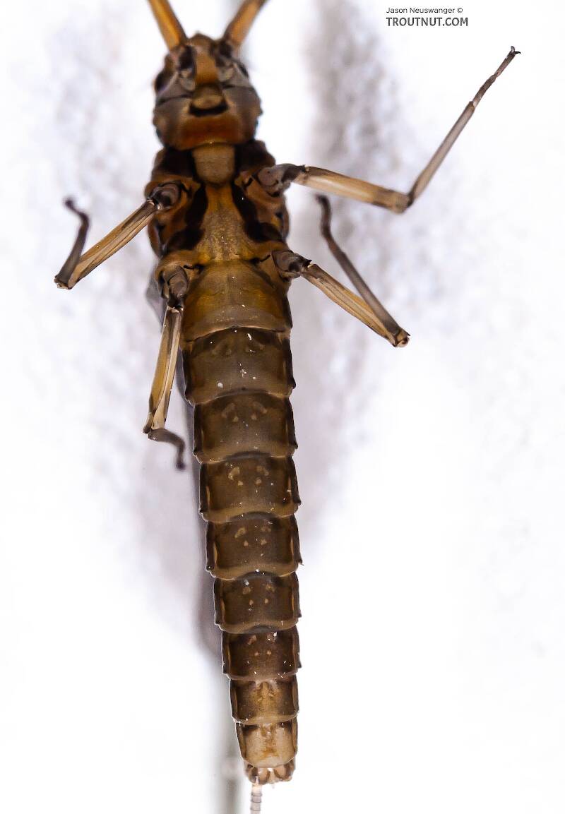 Female Baetis tricaudatus (Blue-Winged Olive) Mayfly Dun Pictures