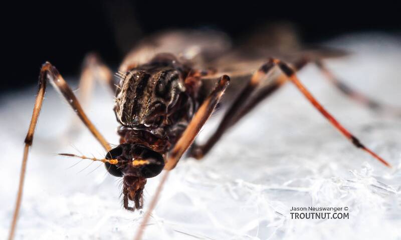 Female Chironomidae (Midge) True Fly Adult Pictures