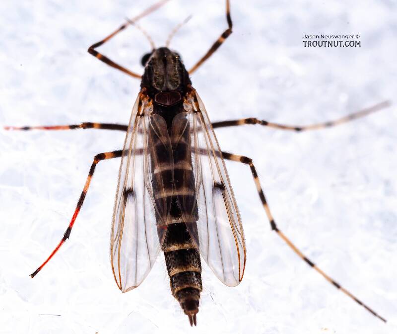 Female Chironomidae (Midge) True Fly Adult Pictures