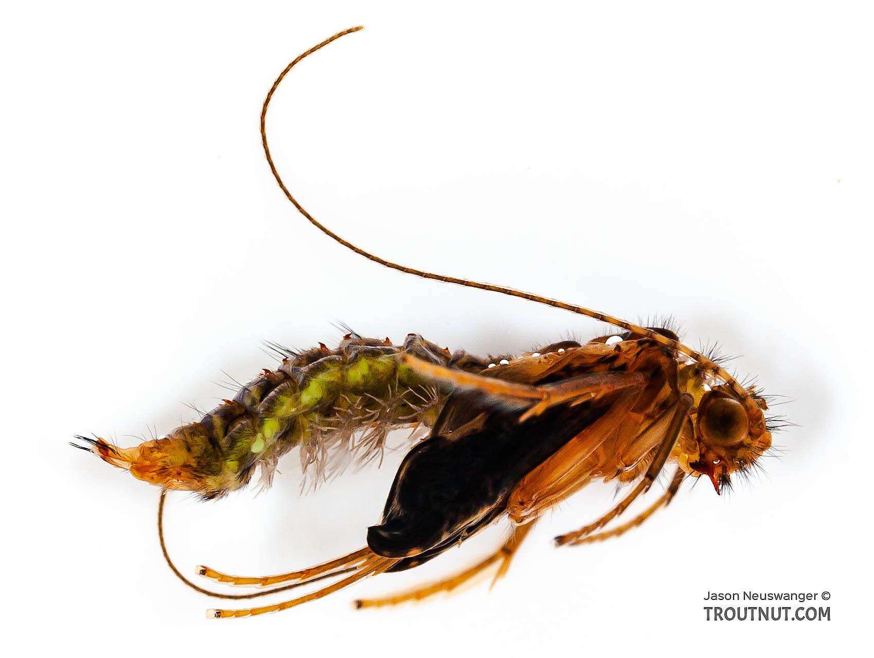 Cheumatopsyche (Little Sister Sedge) Caddisfly Pupa Pictures