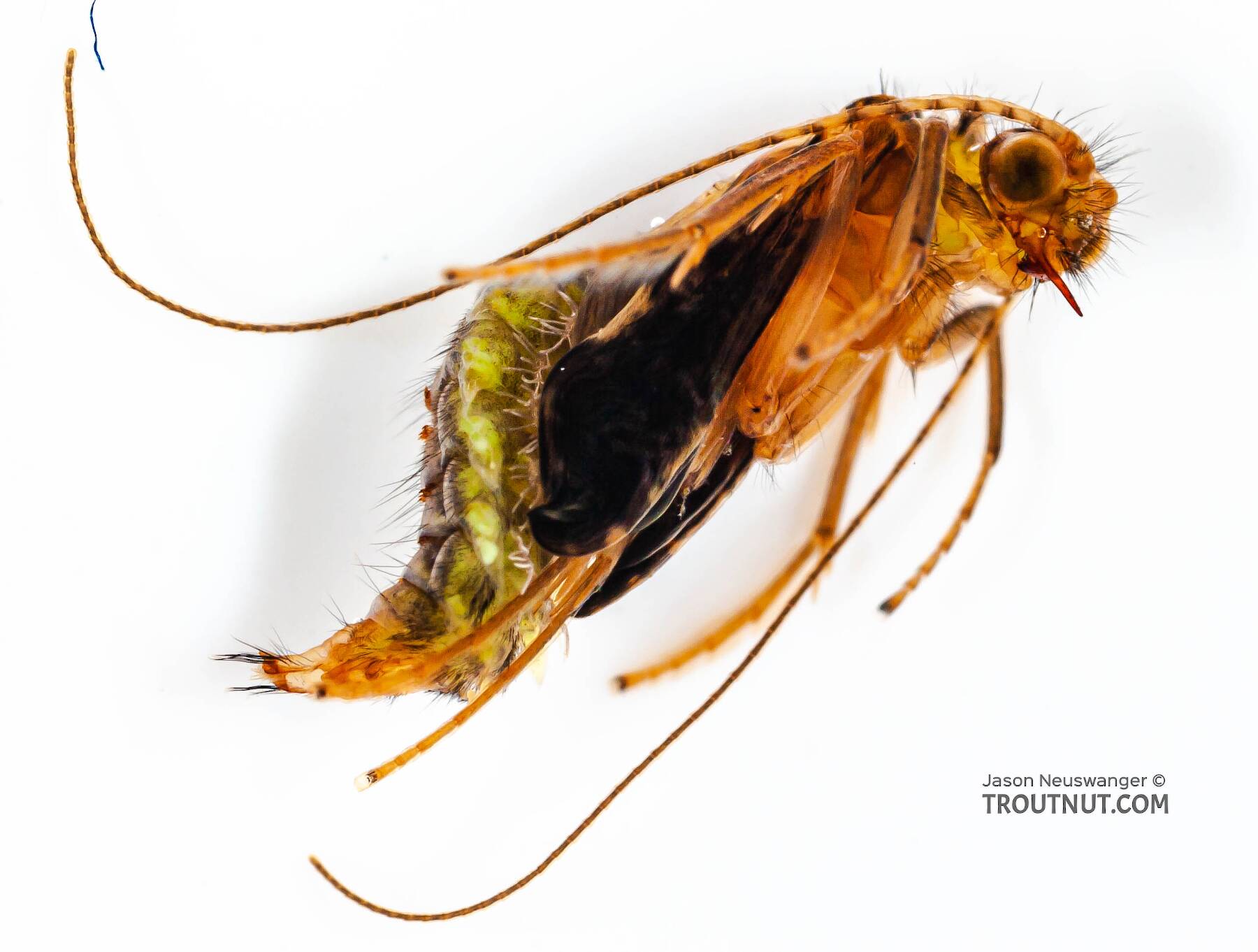 Cheumatopsyche (Little Sister Sedge) Caddisfly Pupa Pictures