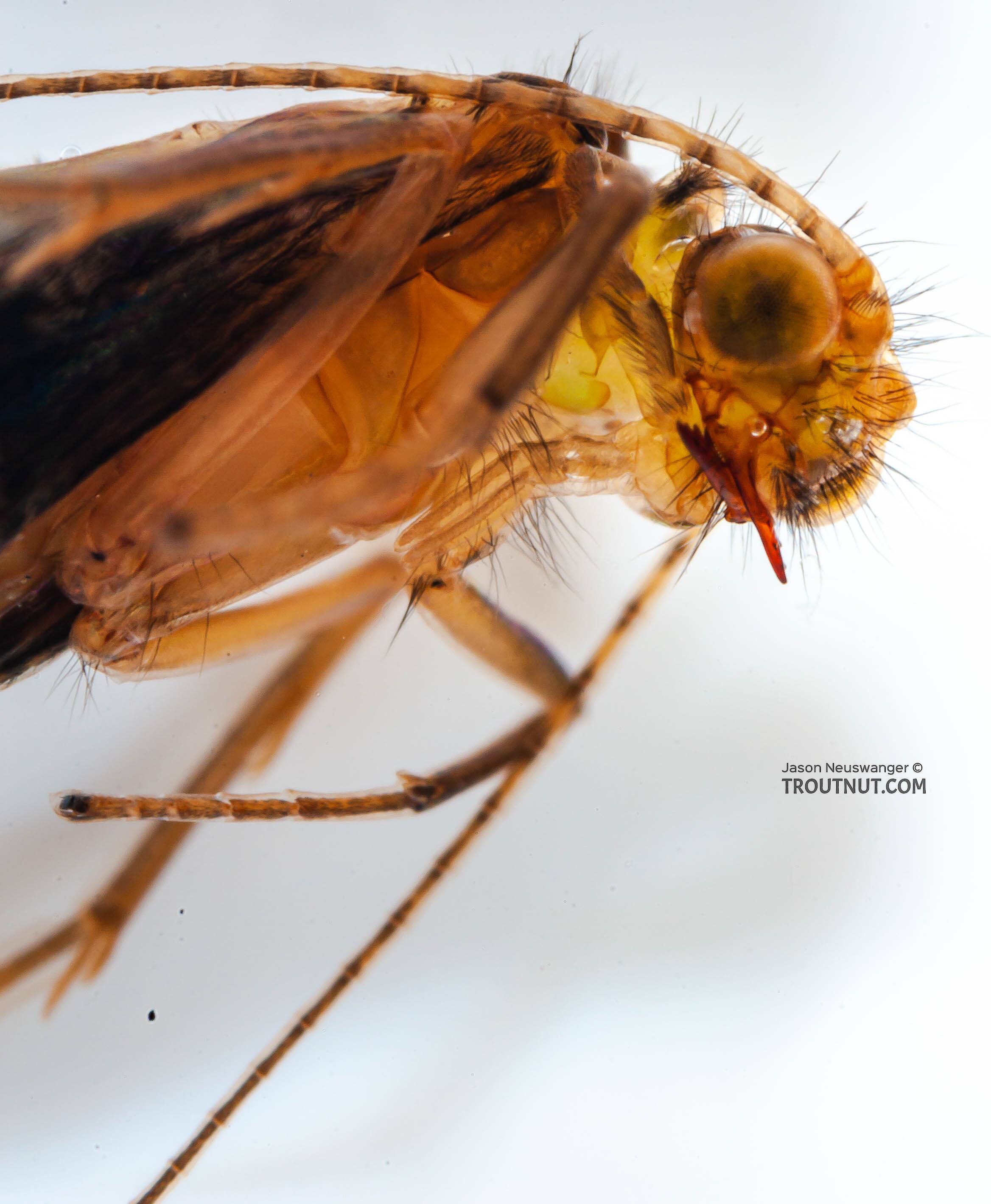 Cheumatopsyche (Little Sister Sedge) Caddisfly Pupa Pictures