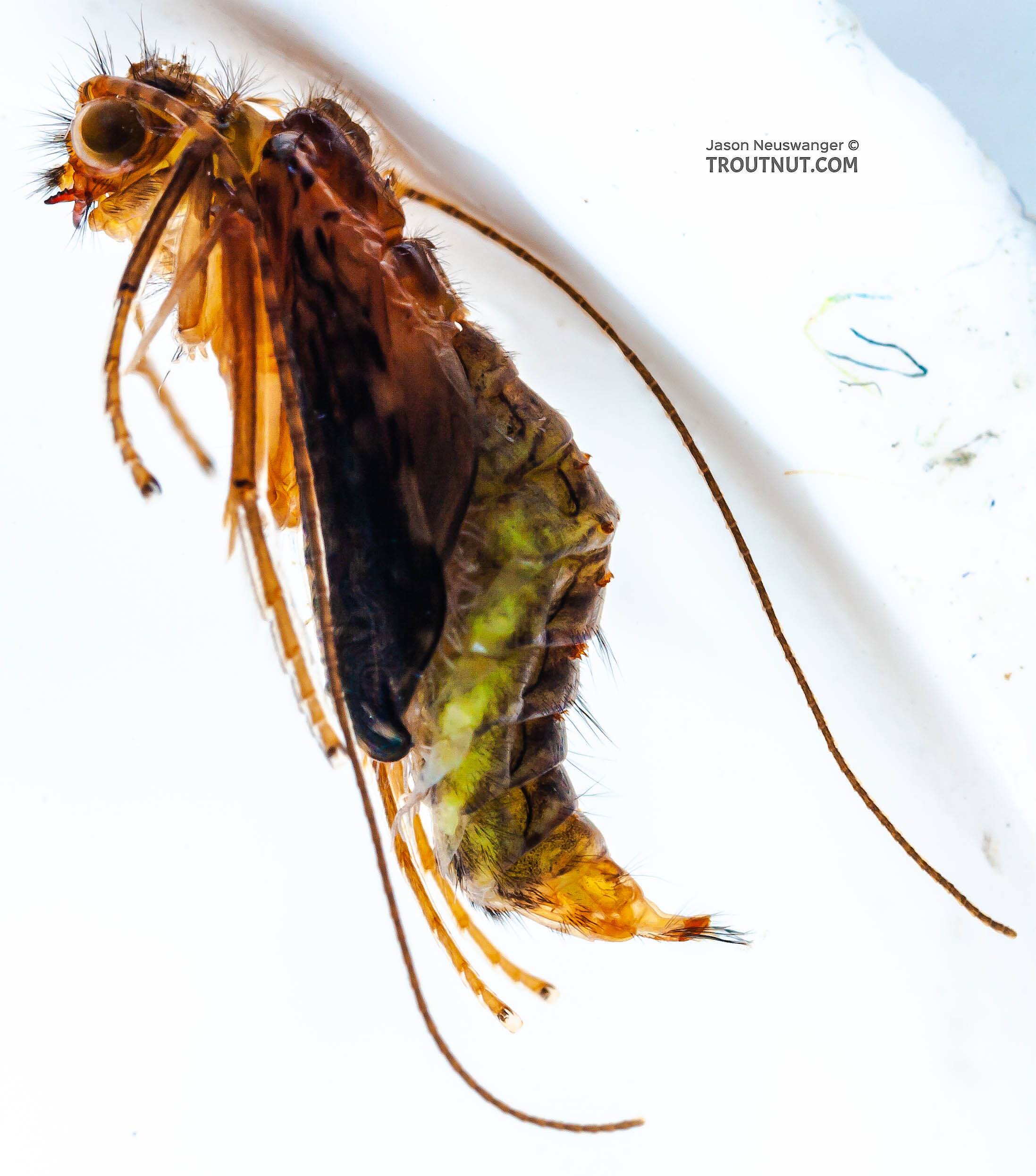 Cheumatopsyche (Little Sister Sedge) Caddisfly Pupa Pictures