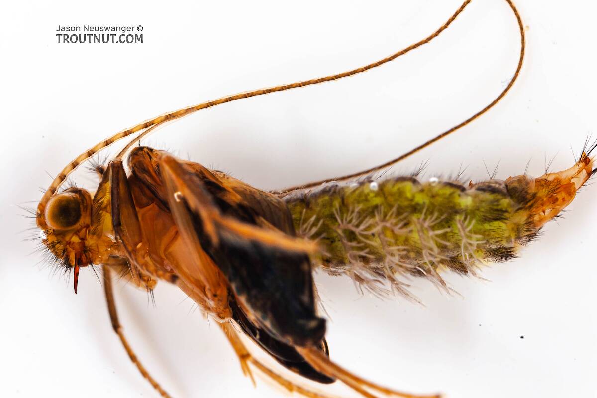 Cheumatopsyche (Little Sister Sedge) Caddisfly Pupa Pictures