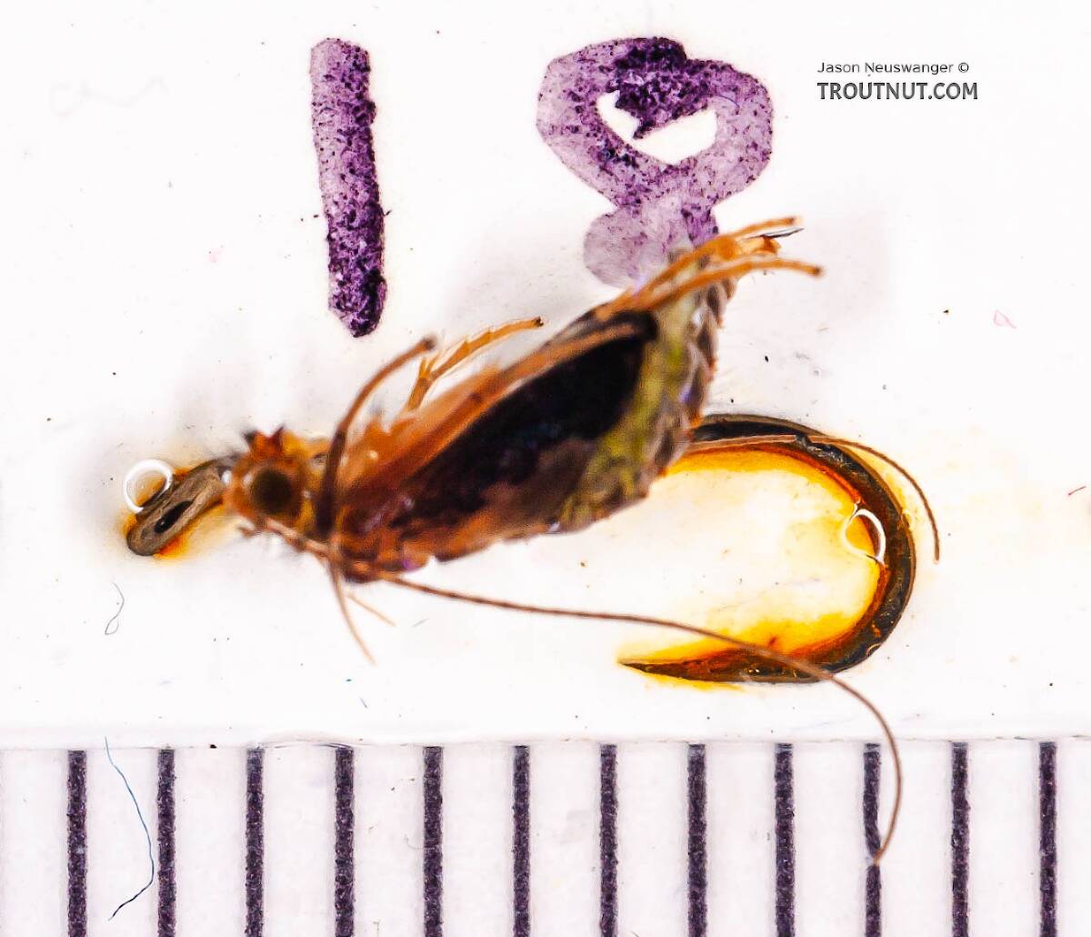 Cheumatopsyche (Little Sister Sedge) Caddisfly Pupa Pictures