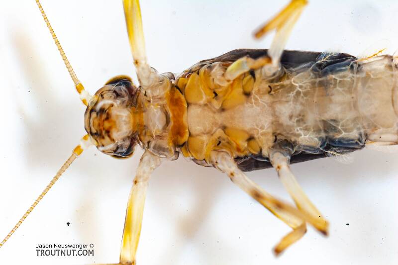 Baetis (Blue-Winged Olive) Mayfly Nymph Pictures