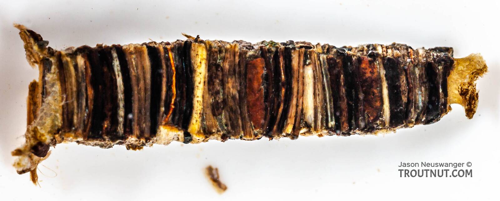Brachycentrus (Grannom) Caddisfly Pupa Pictures