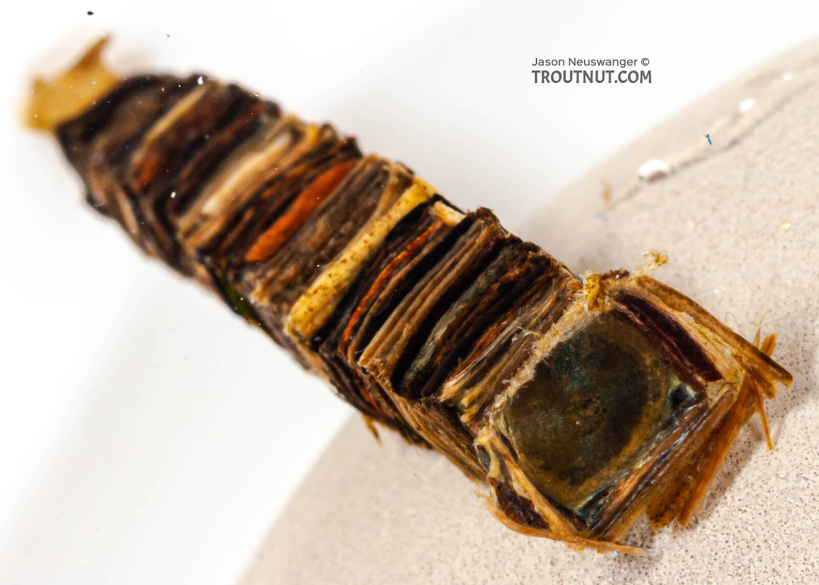 Brachycentrus (Grannom) Caddisfly Pupa Pictures