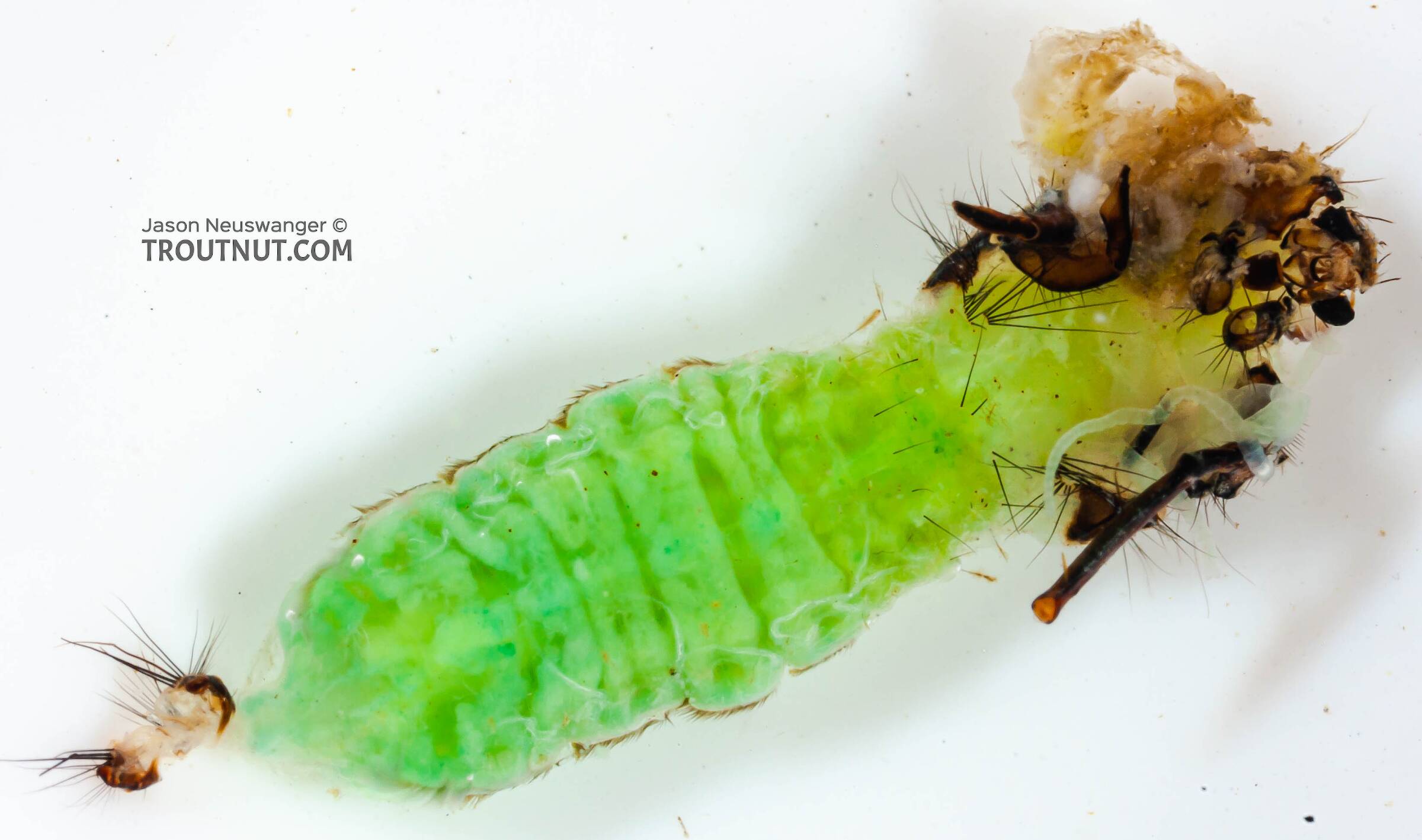 Brachycentrus (Grannom) Caddisfly Pupa Pictures