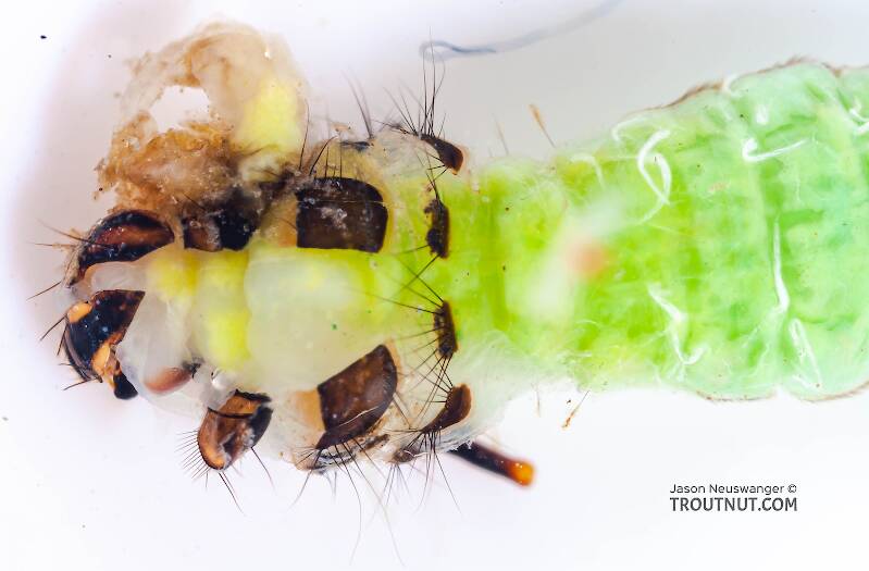 Brachycentrus (Grannom) Caddisfly Pupa Pictures