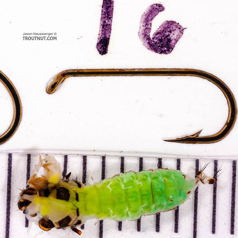 Brachycentrus (Grannom) Caddisfly Pupa Pictures