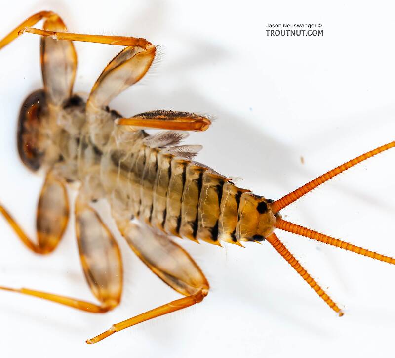 Stenonema (March Browns and Cahills) Mayfly Nymph Pictures