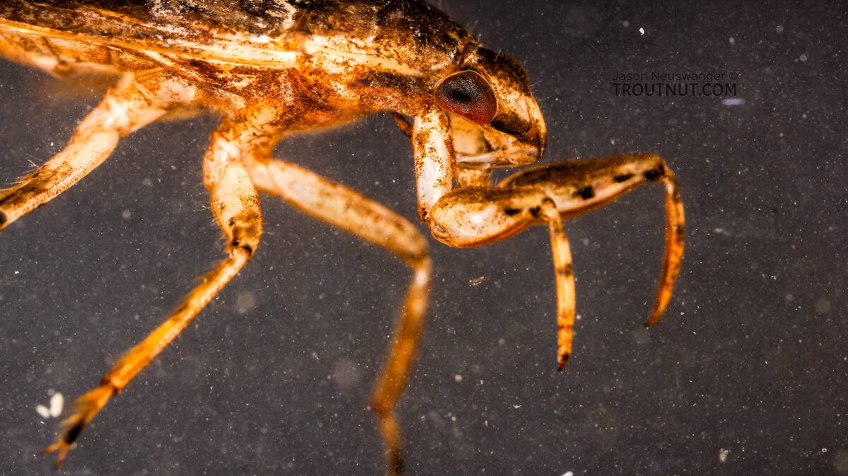 Giant Water Bug Species Belostoma flumineum (Electric Light Bugs)