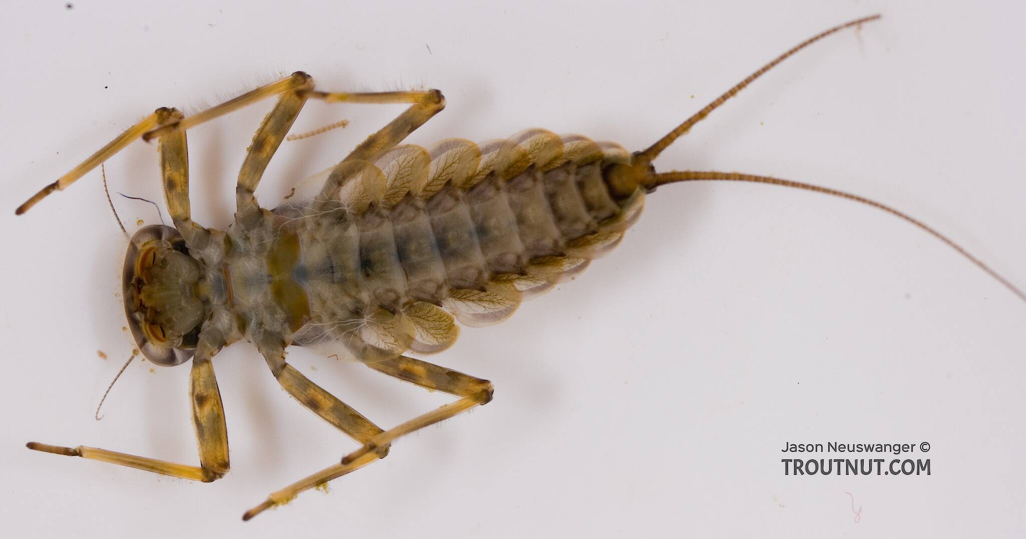 Epeorus (Little Maryatt) Mayfly Nymph Pictures
