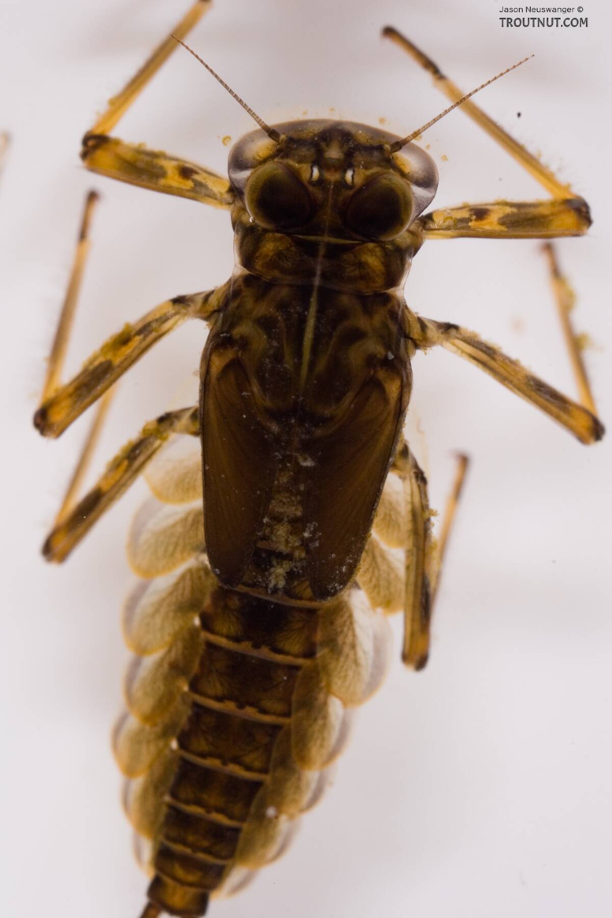 Epeorus (Little Maryatt) Mayfly Nymph Pictures
