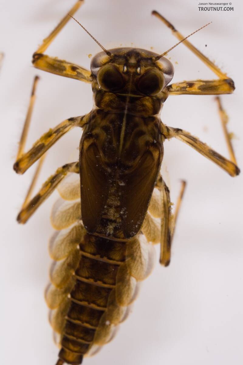 Epeorus (Little Maryatt) Mayfly Nymph Pictures