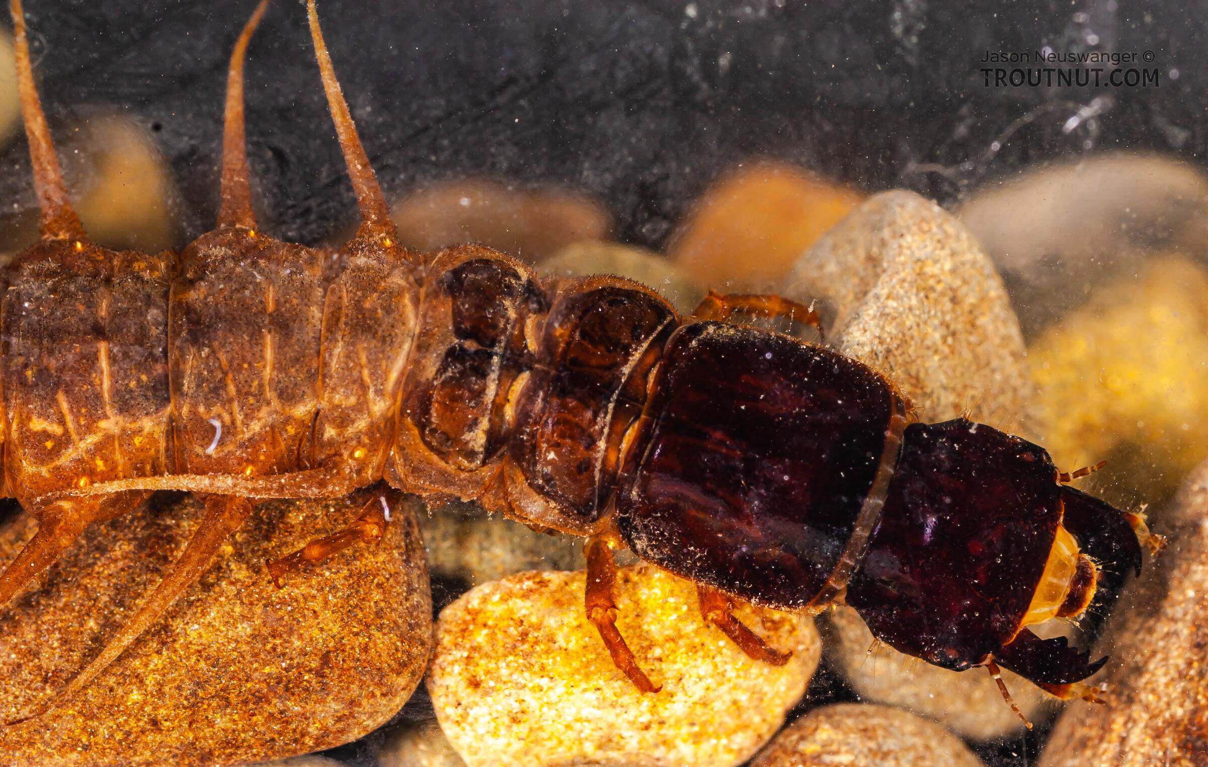 Insect Family Corydalidae (Hellgrammites)