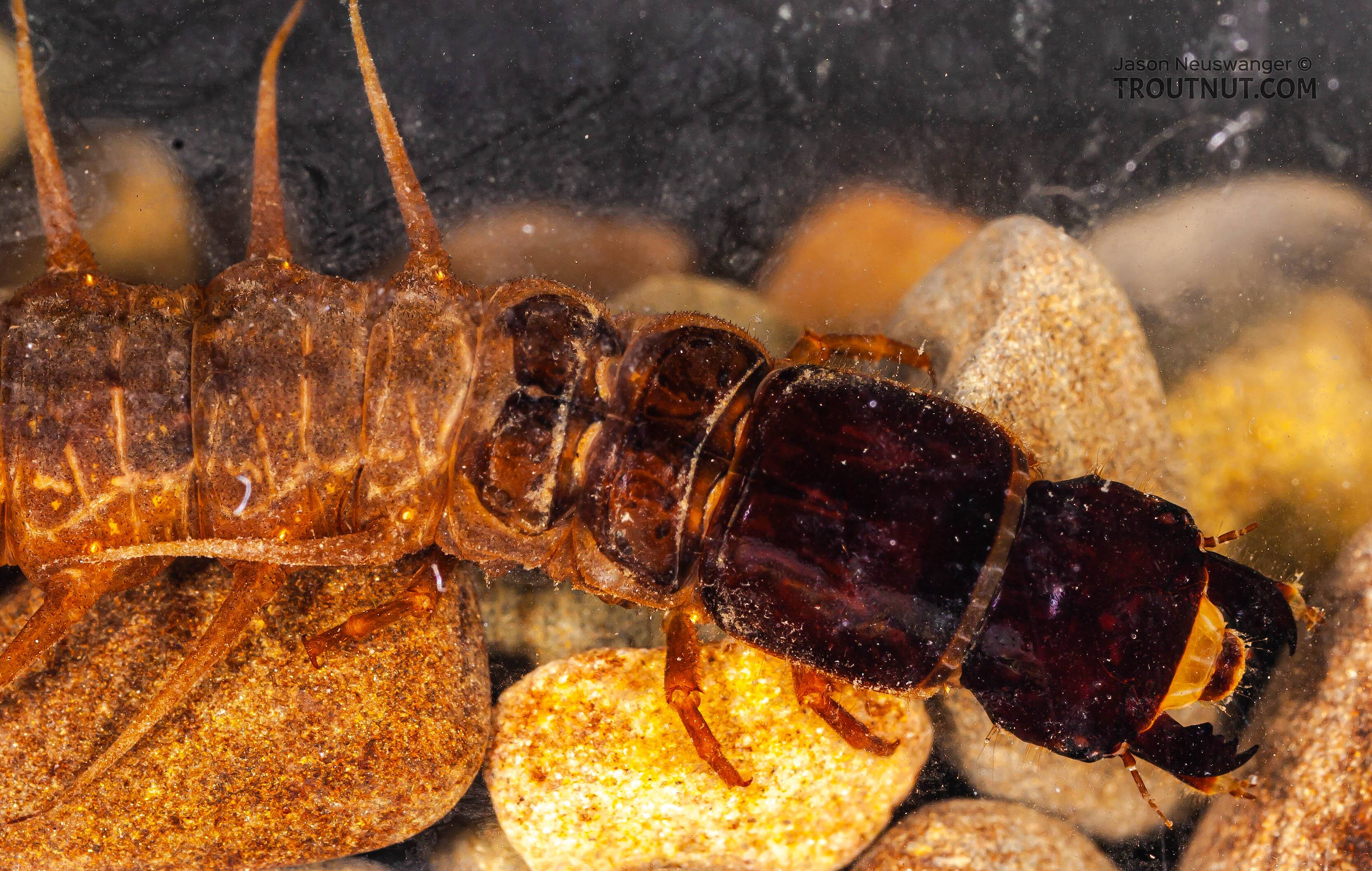 Insect Family Corydalidae (Hellgrammites)