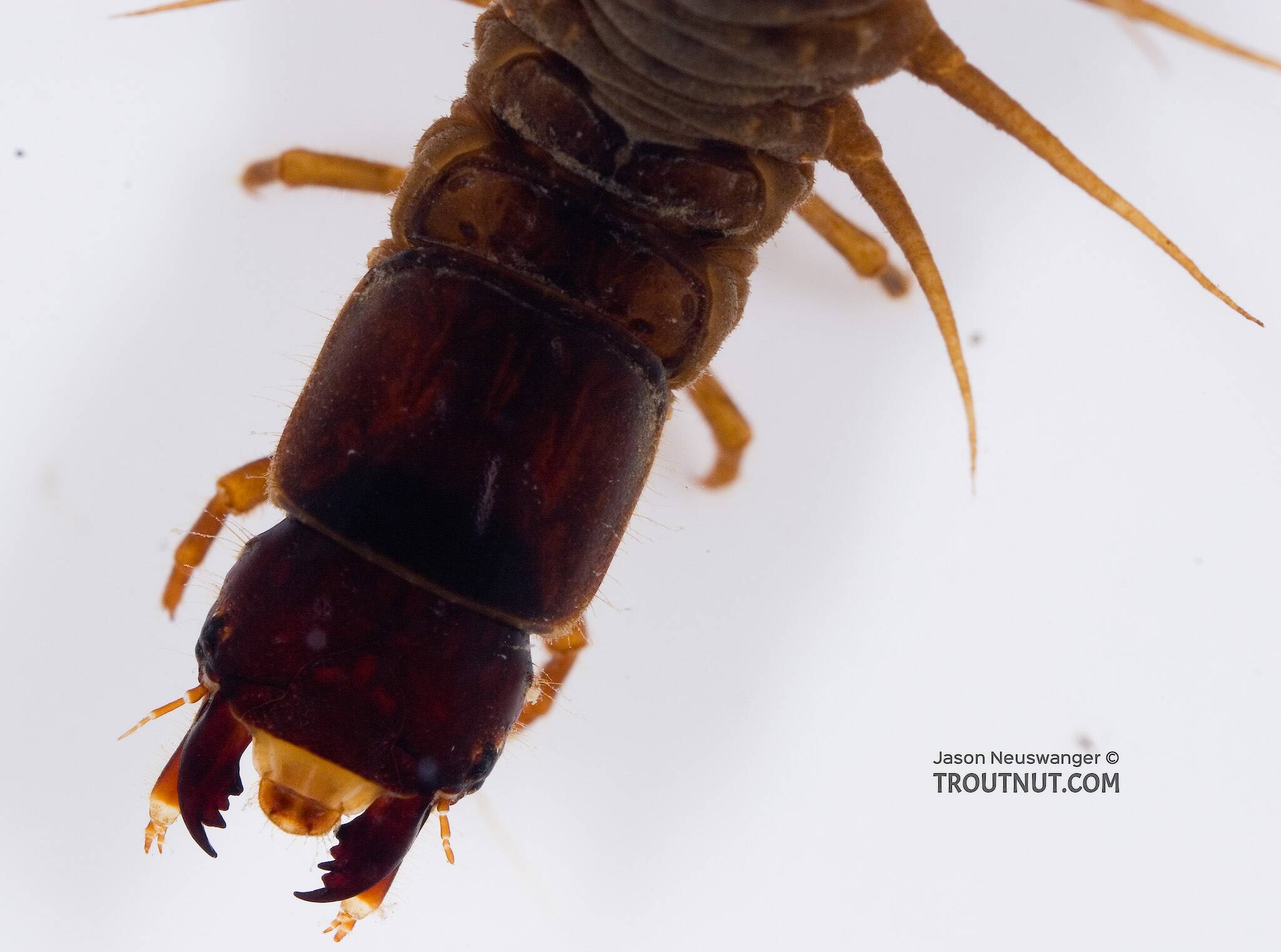 Nigronia serricornis (Fishfly) Hellgrammite Larva Pictures