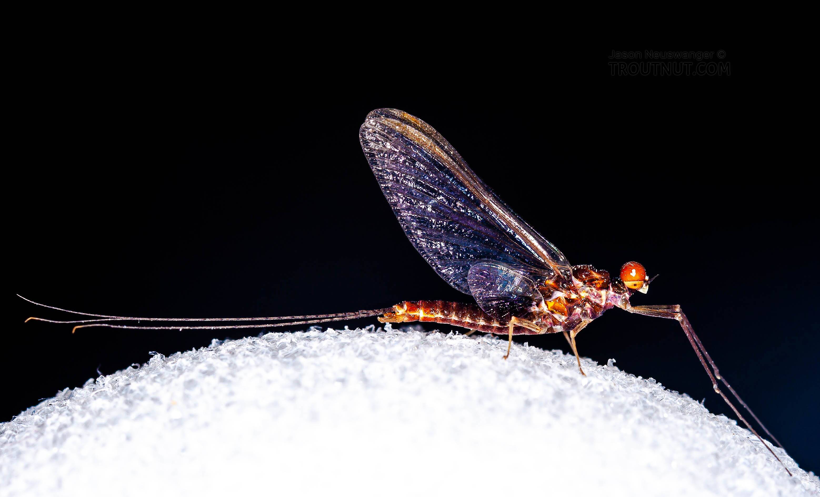 Mayfly Species Ephemerella subvaria (Hendricksons)